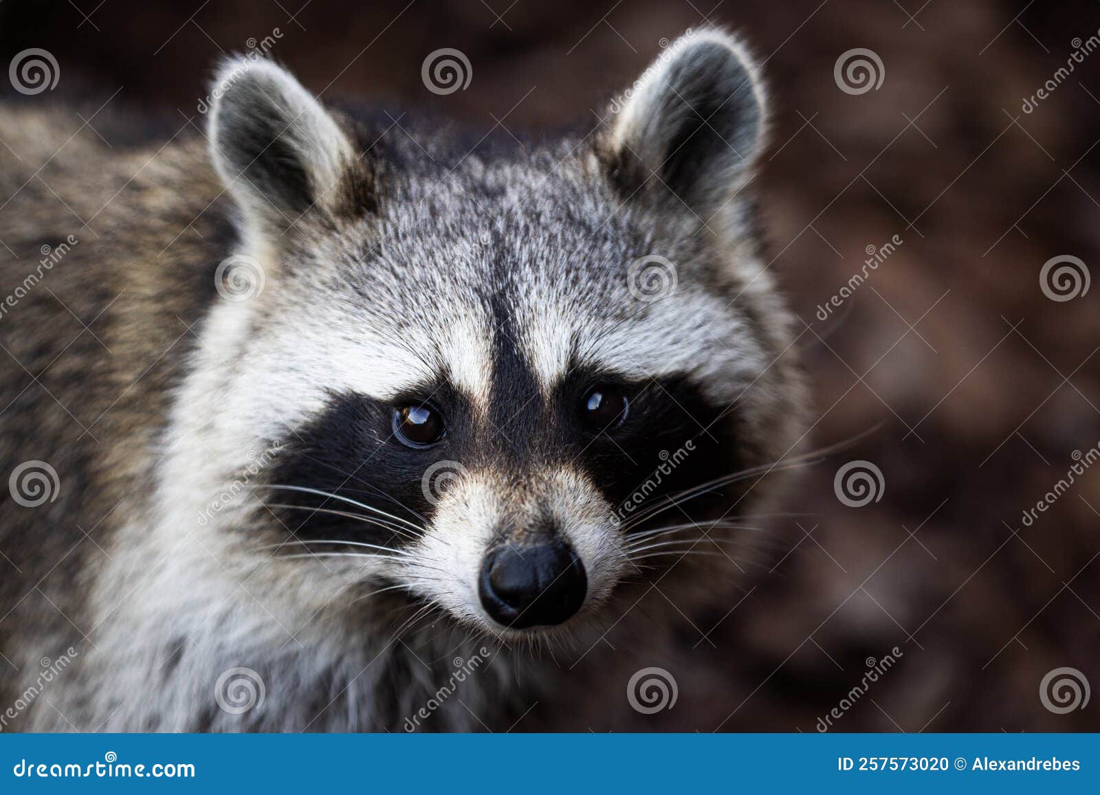 Portrait of a Raccoon in the Forest Stock Photo - Image of fluffy, grey ...