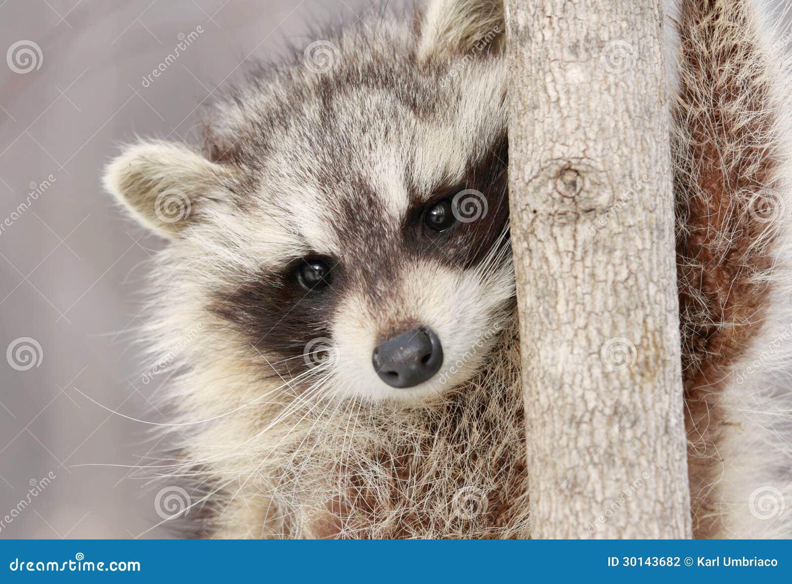 Portrait of raccoon stock photo. Image of wildlife, raccoon - 30143682