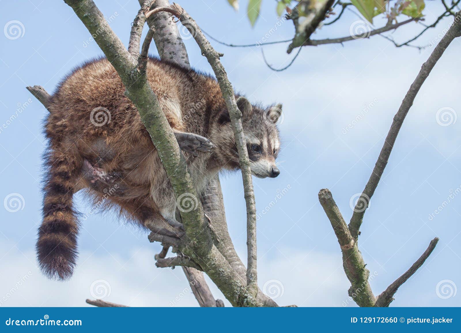 Racoon climbing on a tree stock photo. Image of looking - 129172660