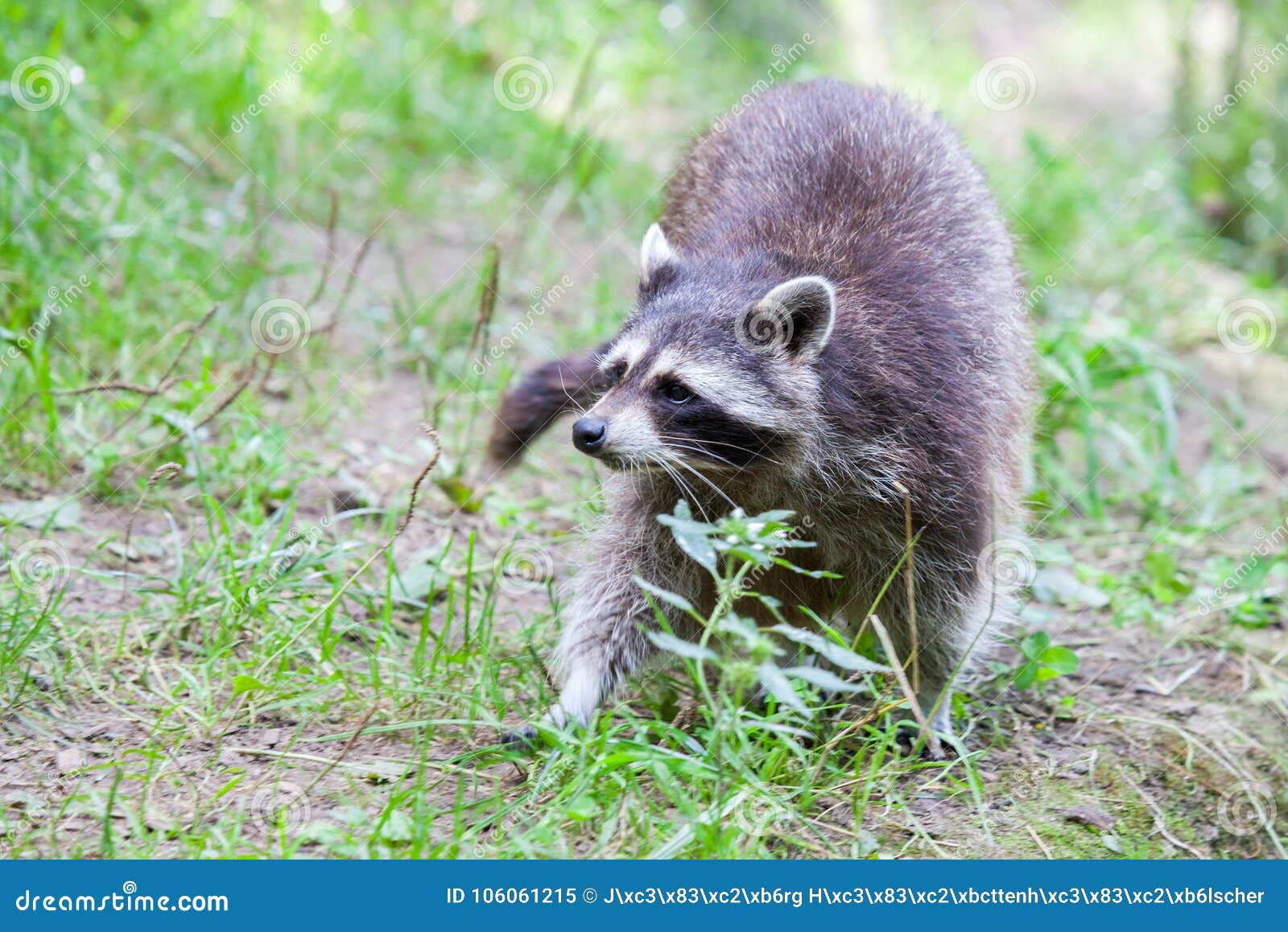 Portrait of a Racoon in a Nature Scene Stock Image - Image of brown ...