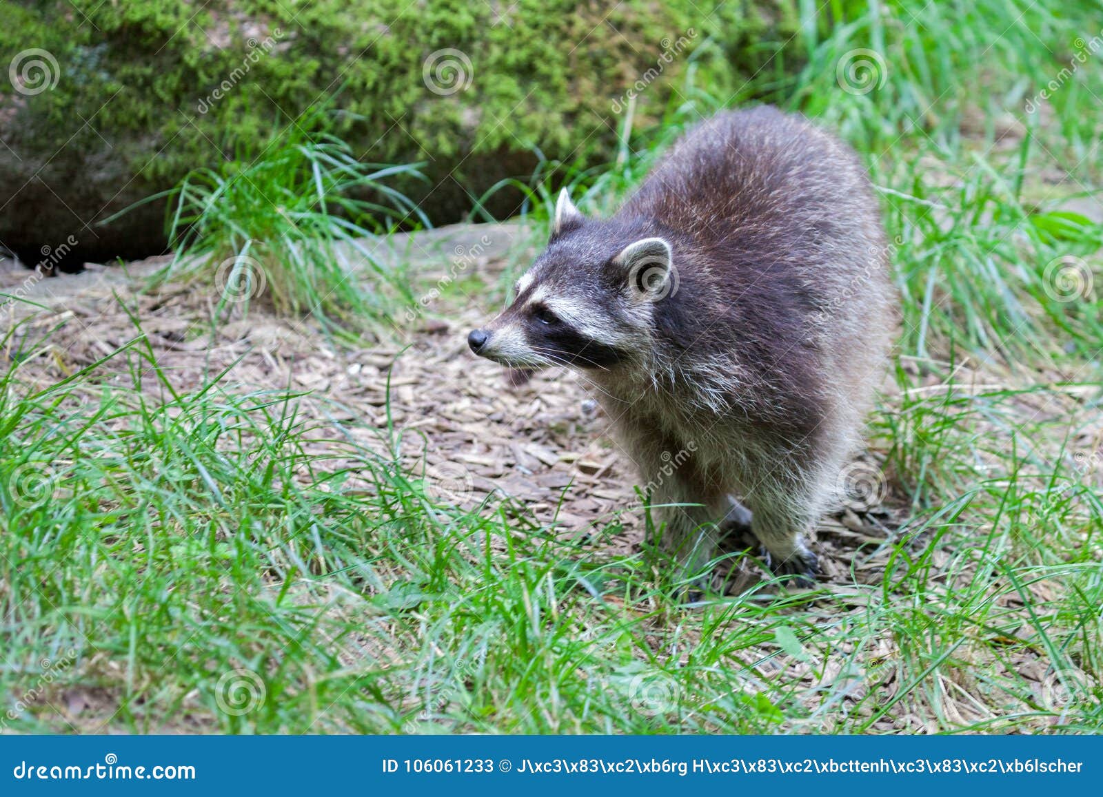 Portrait of a Racoon in a Nature Scene Stock Image - Image of north ...