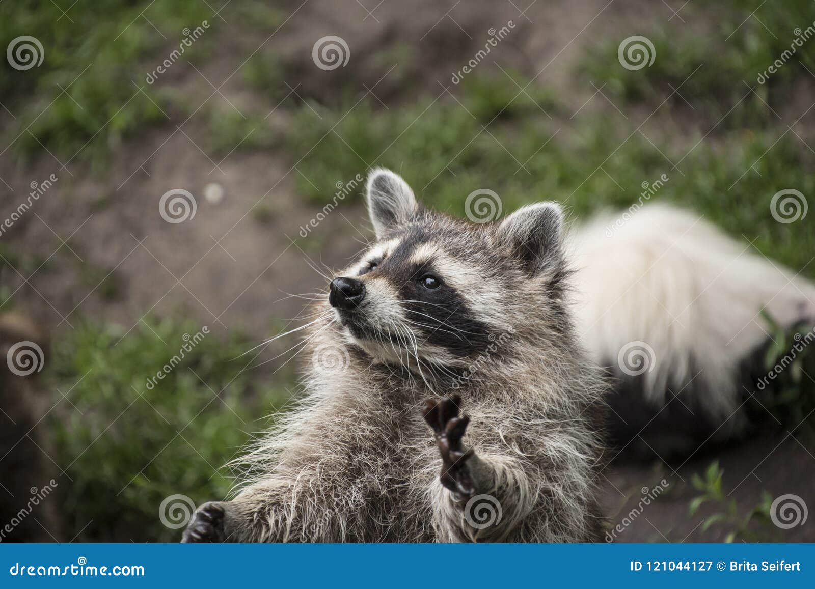 Portrait of a Racoon in a Nature Scene Stock Image - Image of life ...