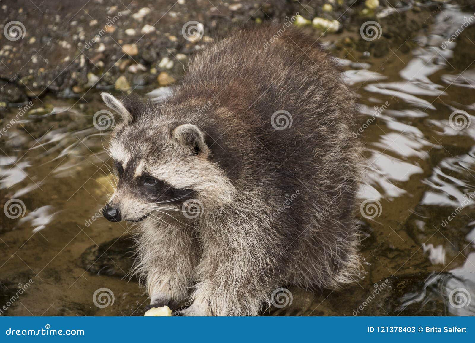 Portrait of a Racoon in a Nature Scene Stock Image - Image of park ...