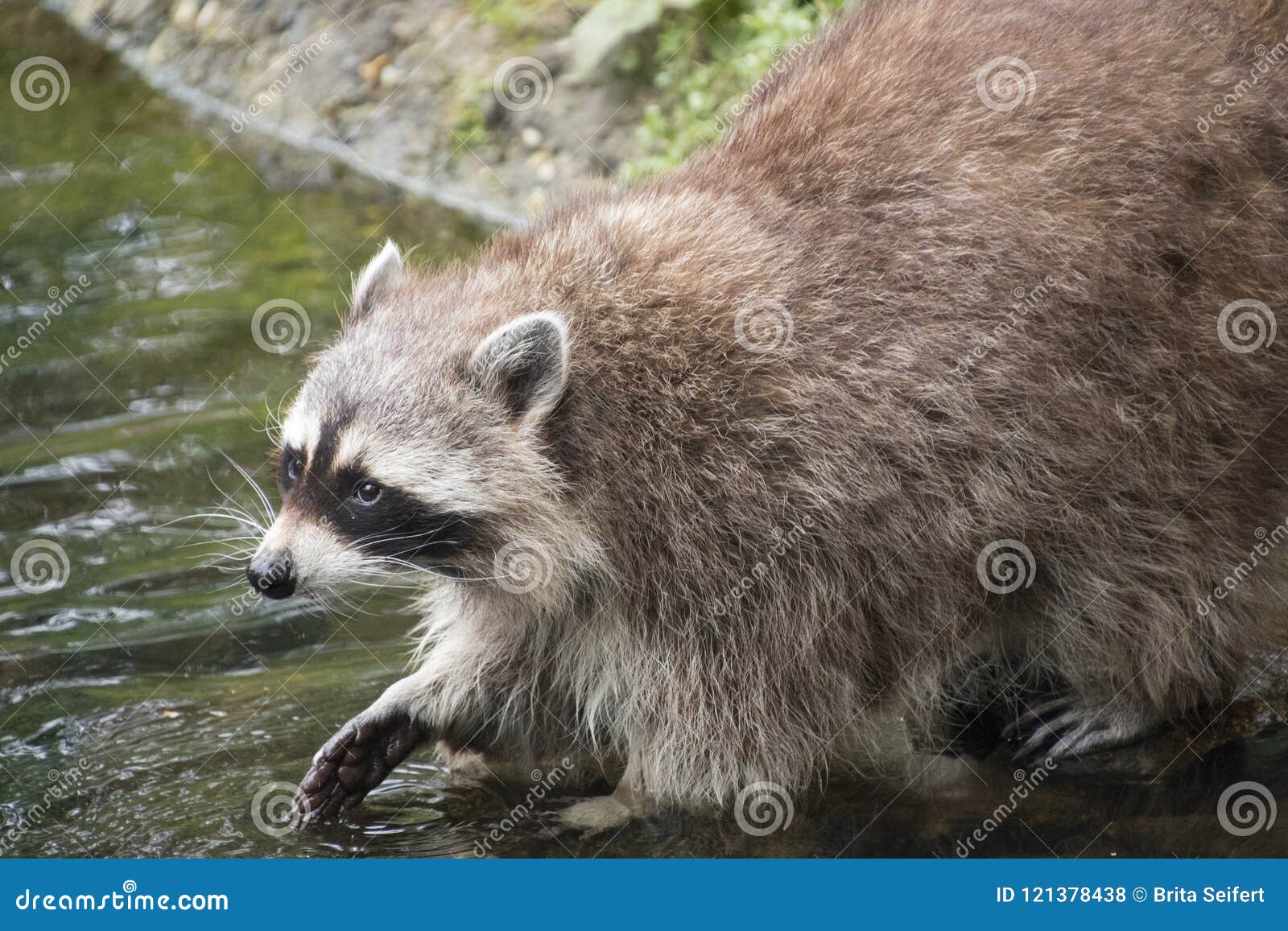 Portrait of a Racoon in a Nature Scene Stock Photo - Image of lotor ...