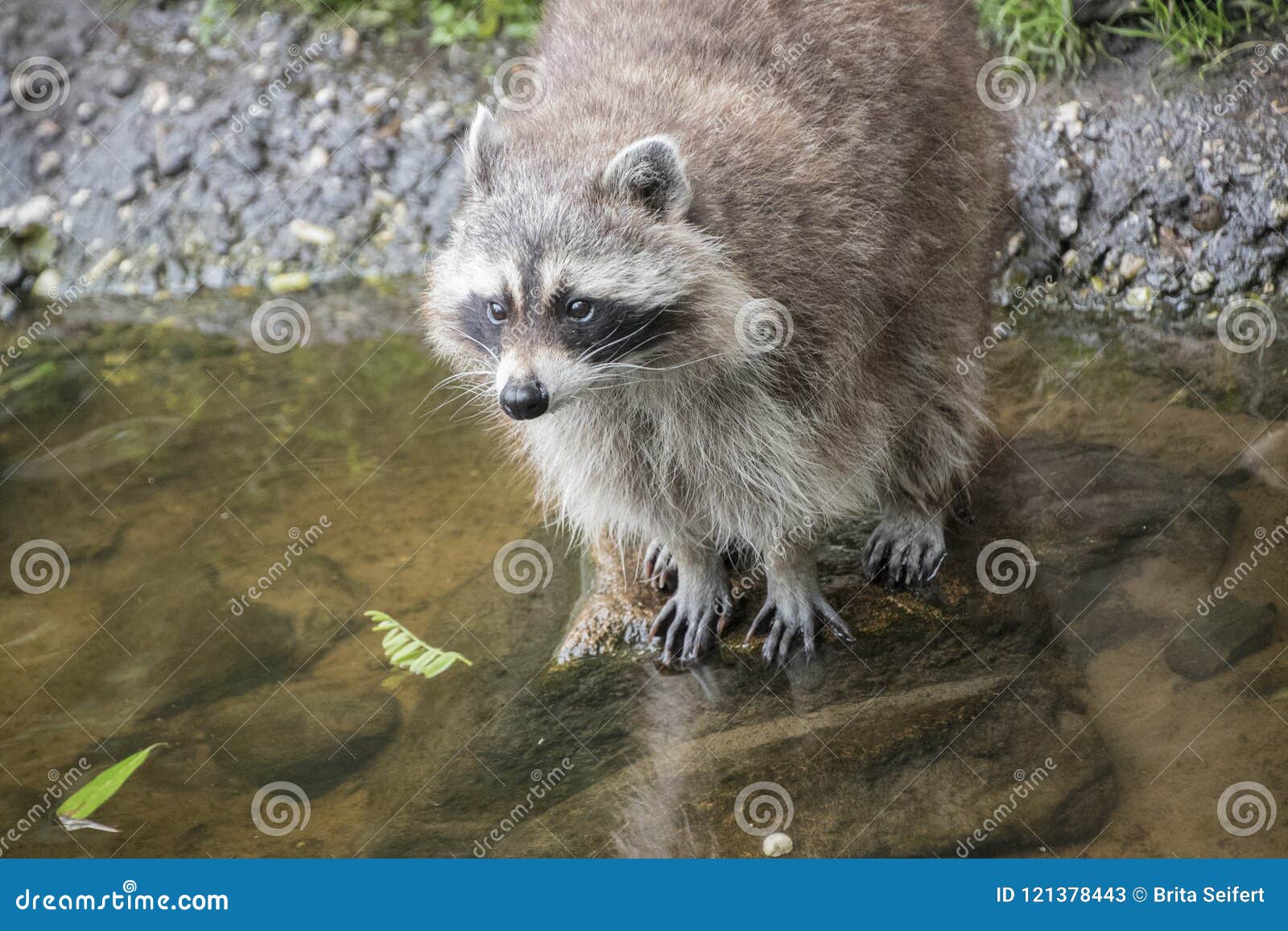 Portrait of a Racoon in a Nature Scene Stock Image - Image of fauna ...