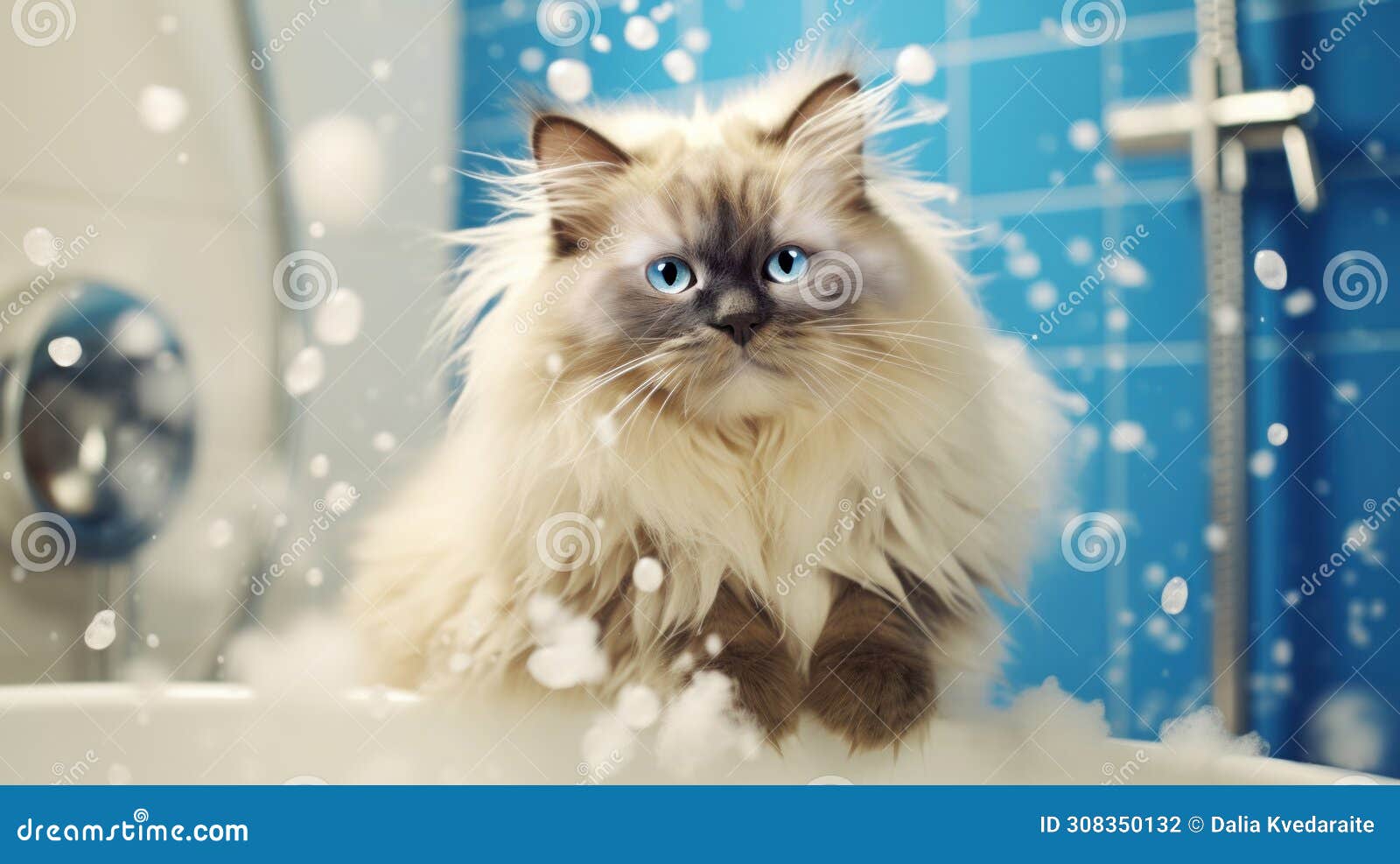 Portrait of a Ragdoll Cat Taking a Bath Stock Illustration - Illustration of bathing, feline ...