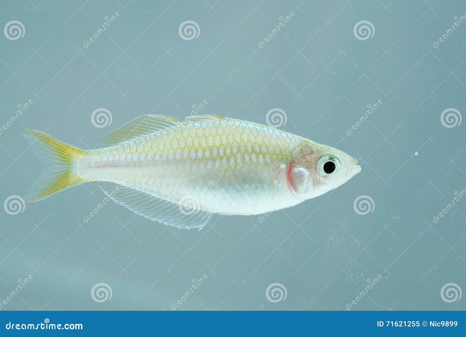 Portrait of a Rainbow Fish stock image. Image of portrait - 71621255