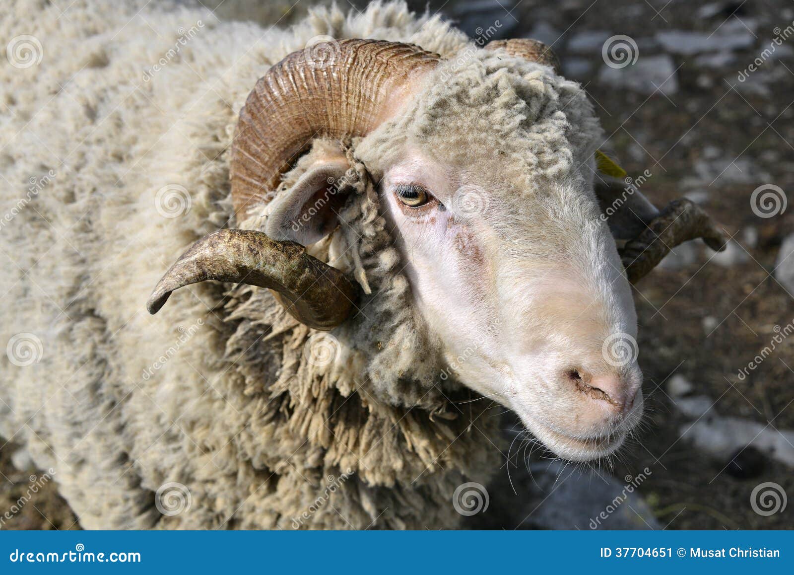Portrait of ram stock image. Image of head, mammal, ruminant - 37704651