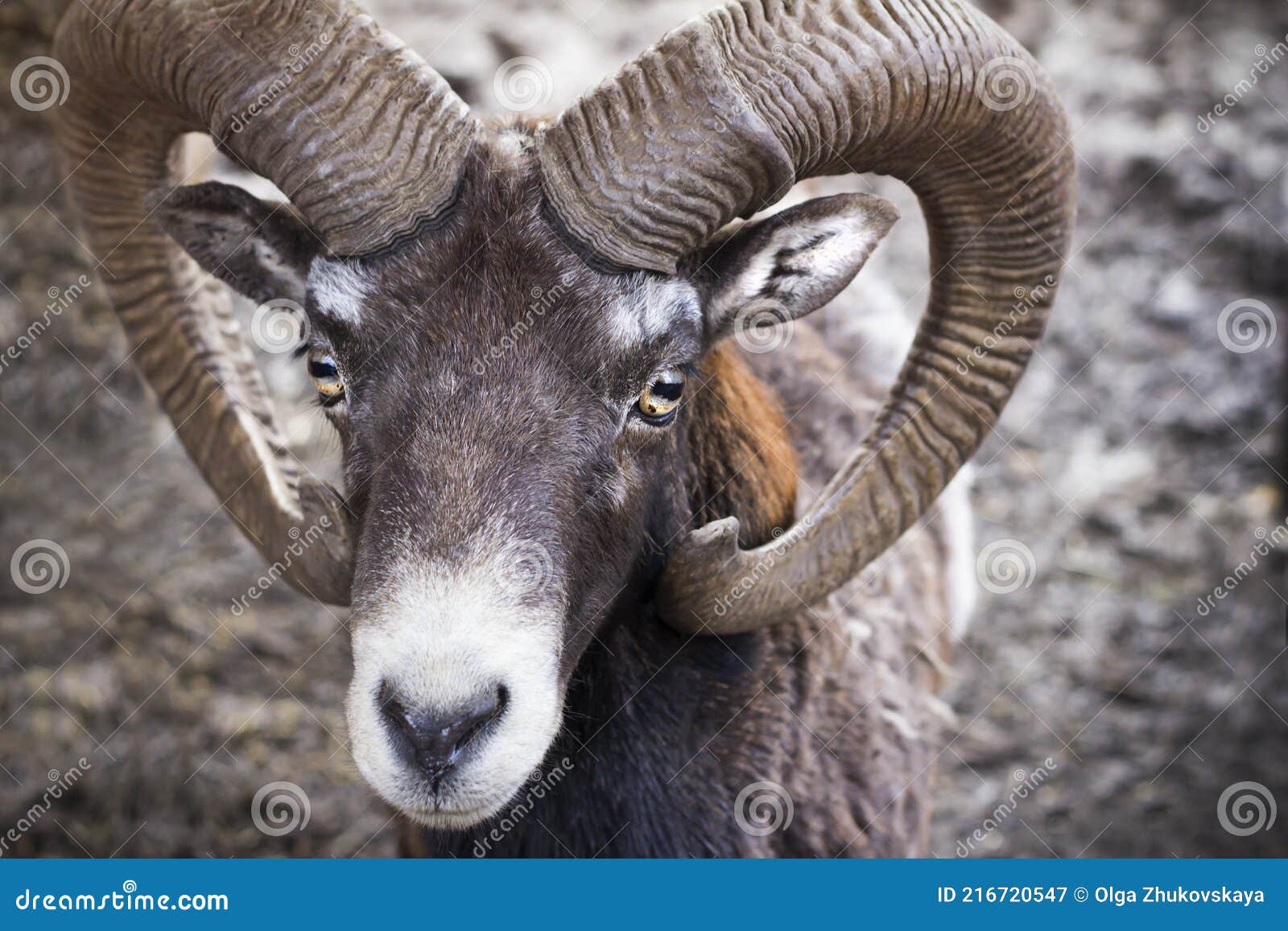 Portrait of a Ram. Animal with Horns Stock Image - Image of mouflon ...