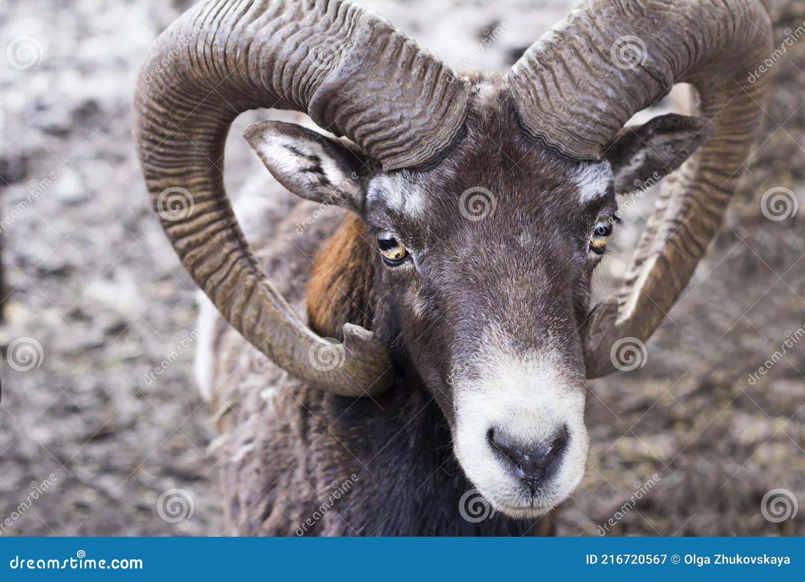 Portrait of a Ram. Animal with Horns Stock Image - Image of natural ...