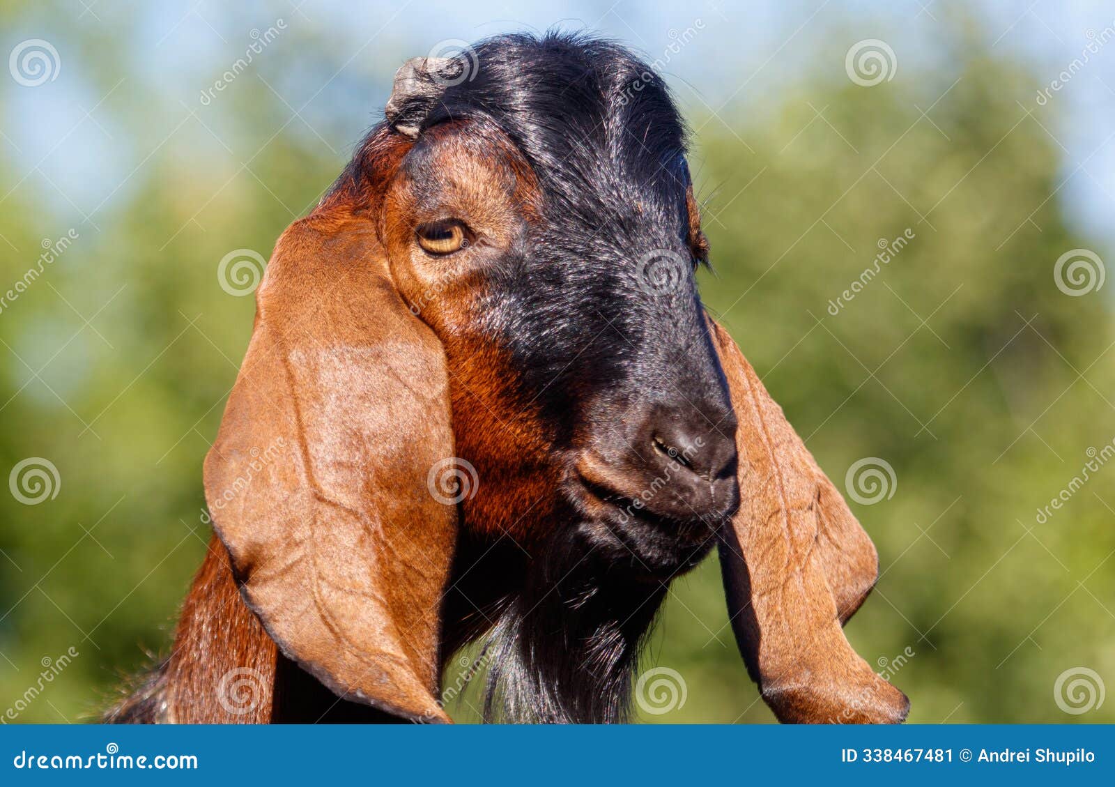 Portrait of a Ram with Big Ears Stock Image - Image of nose, rural ...