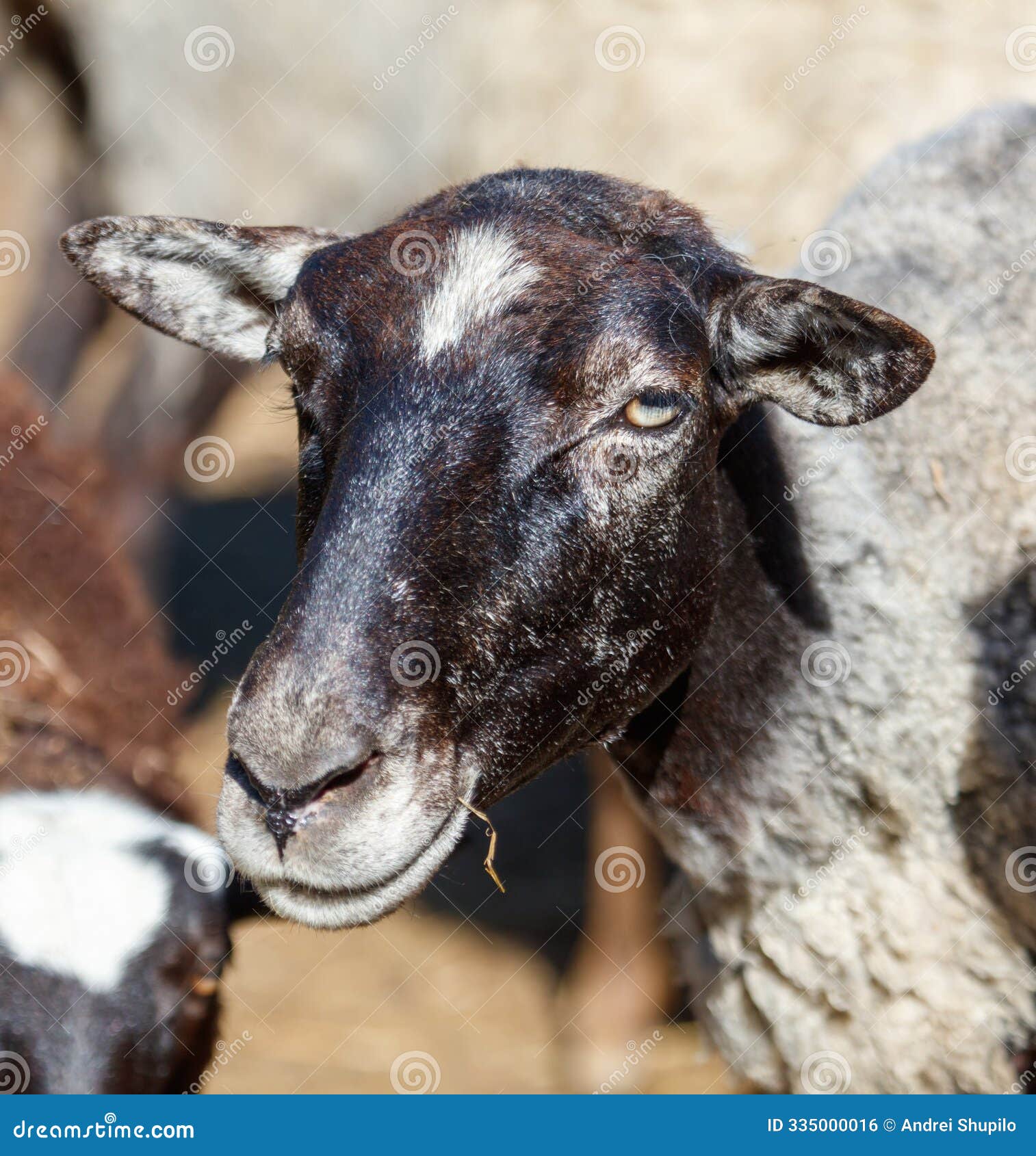 Portrait of a Ram on a Farm Stock Photo - Image of wildlife, outdoor ...