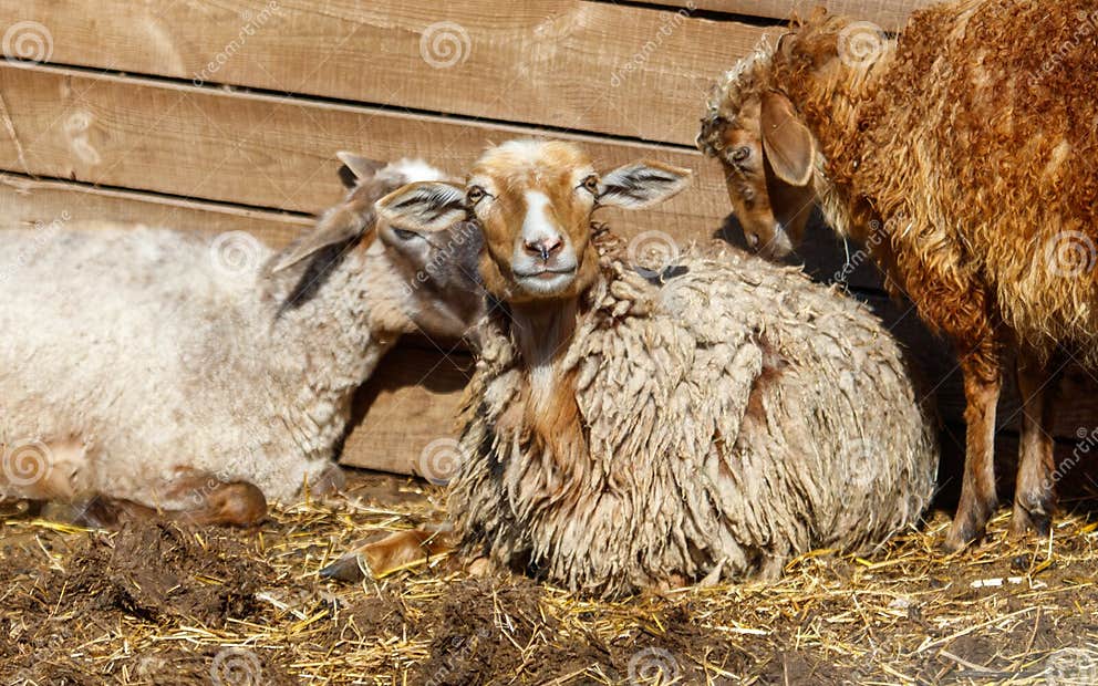 Portrait of a Ram on a Farm Stock Photo - Image of nature, animal ...