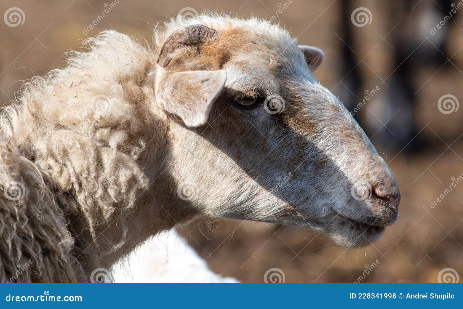 Portrait of a Ram on the Farm. Stock Photo - Image of rural, united ...