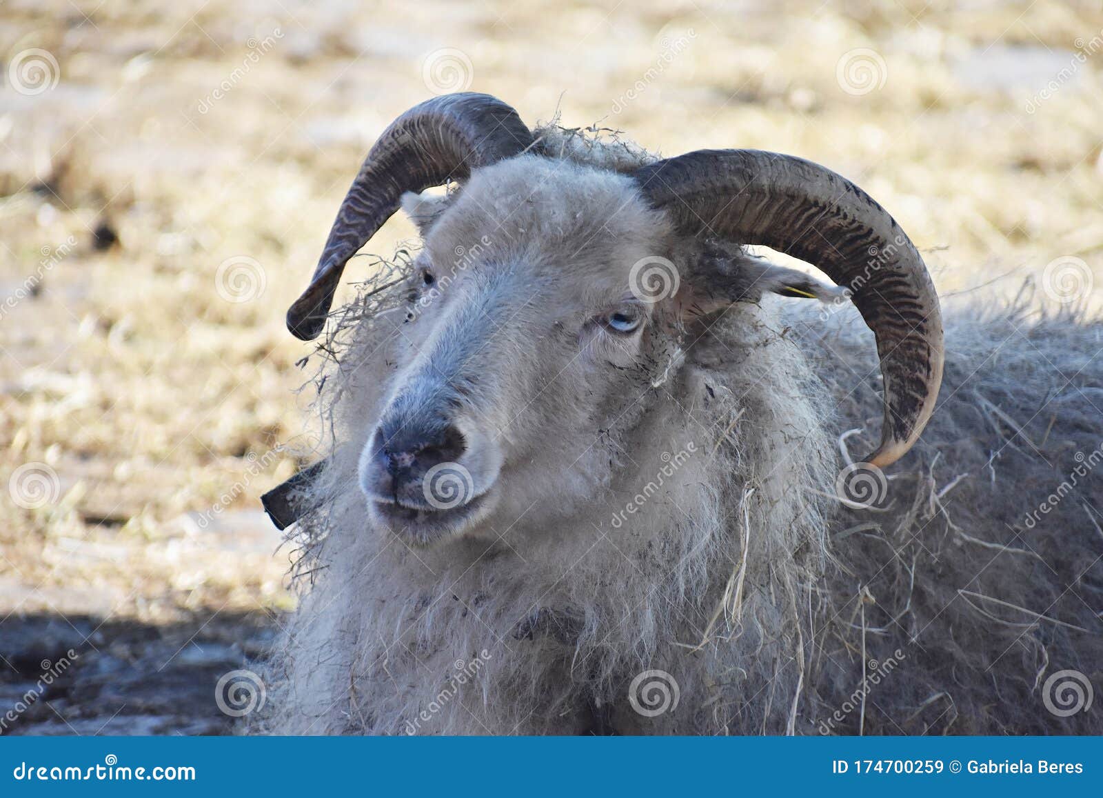 Portrait of a ram head. stock image. Image of paddock - 174700259