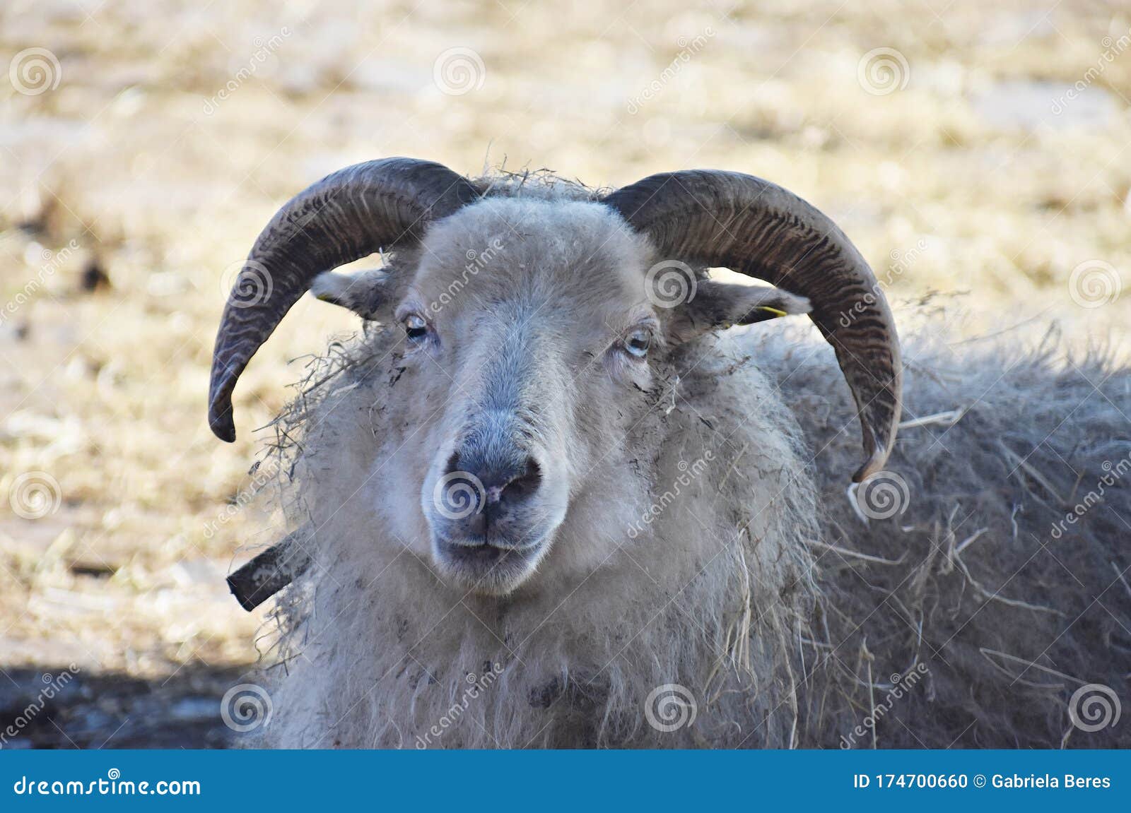 Portrait of a ram head. stock photo. Image of fluffy - 174700660