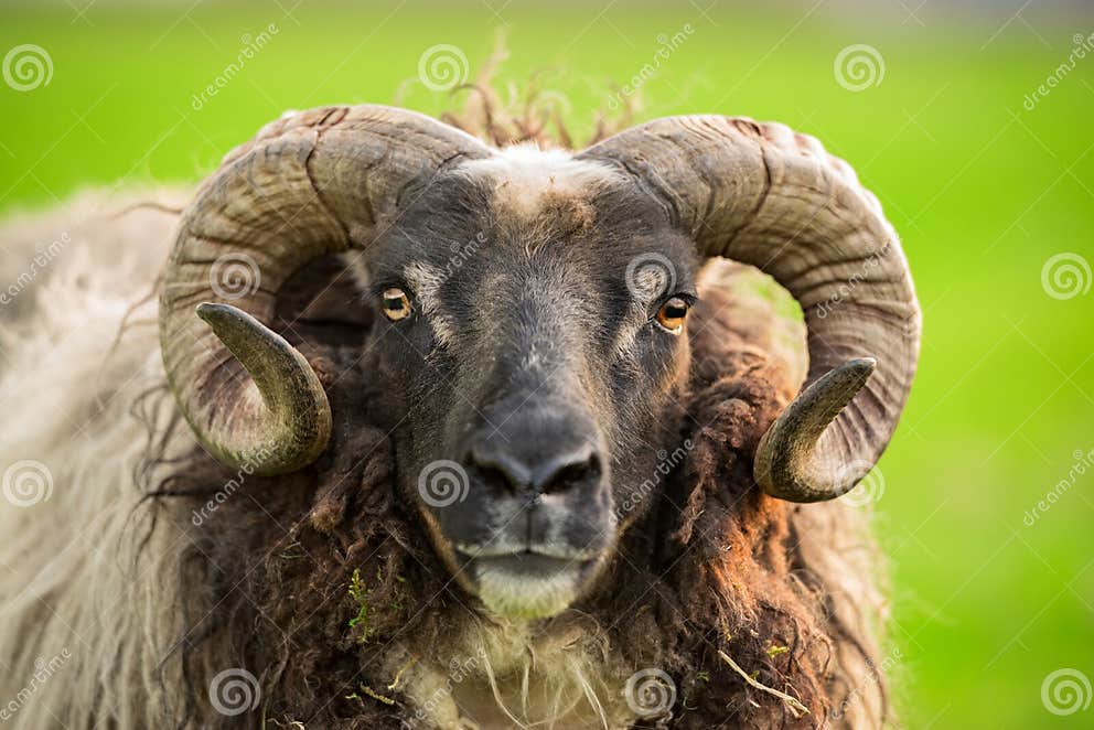 Portrait of a ram stock photo. Image of farm, rural - 309207130