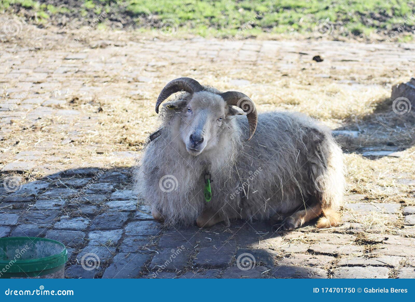 Ram lying down, on a farm. stock photo. Image of agriculture - 174701750