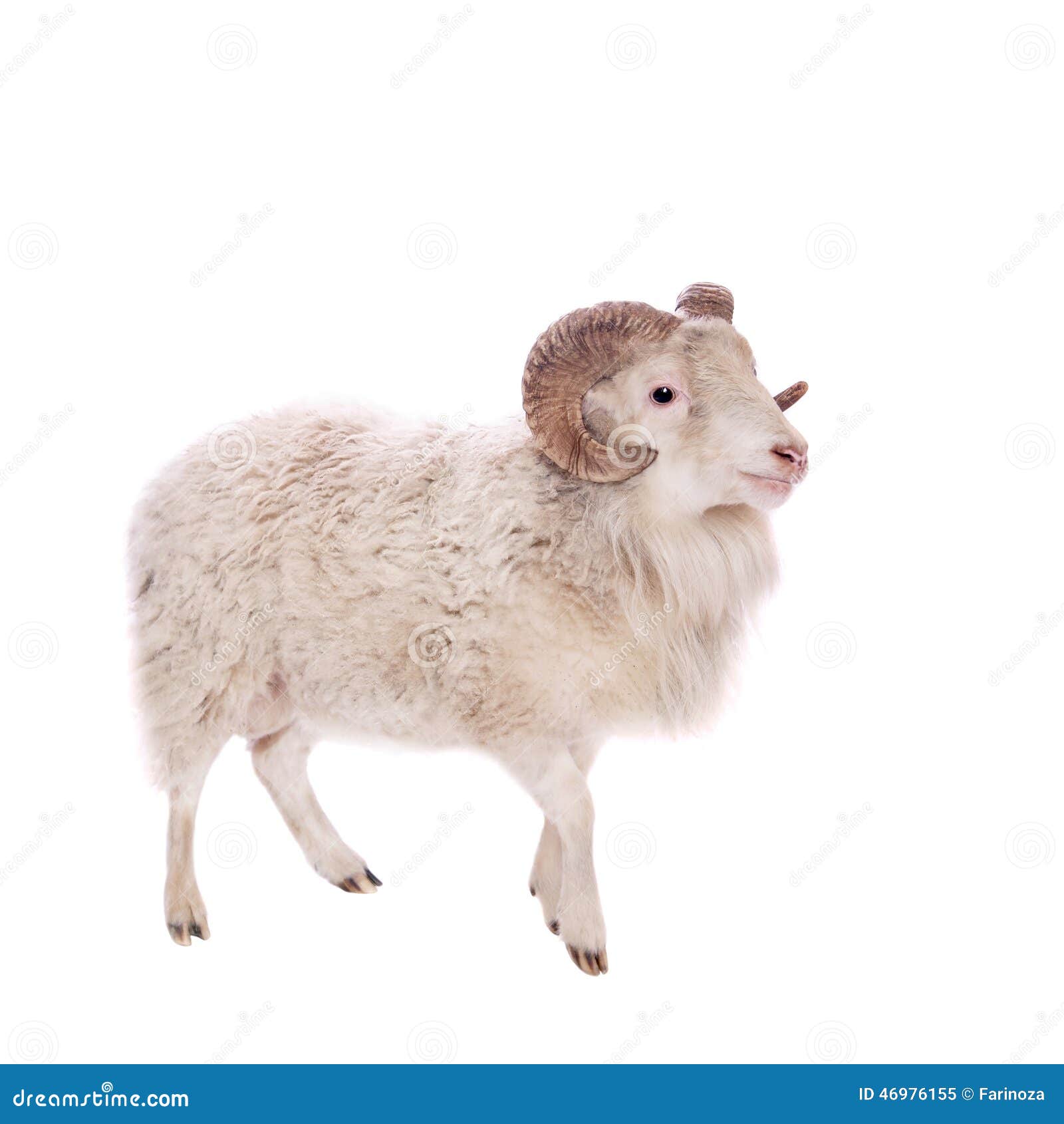 White Ram Animal
