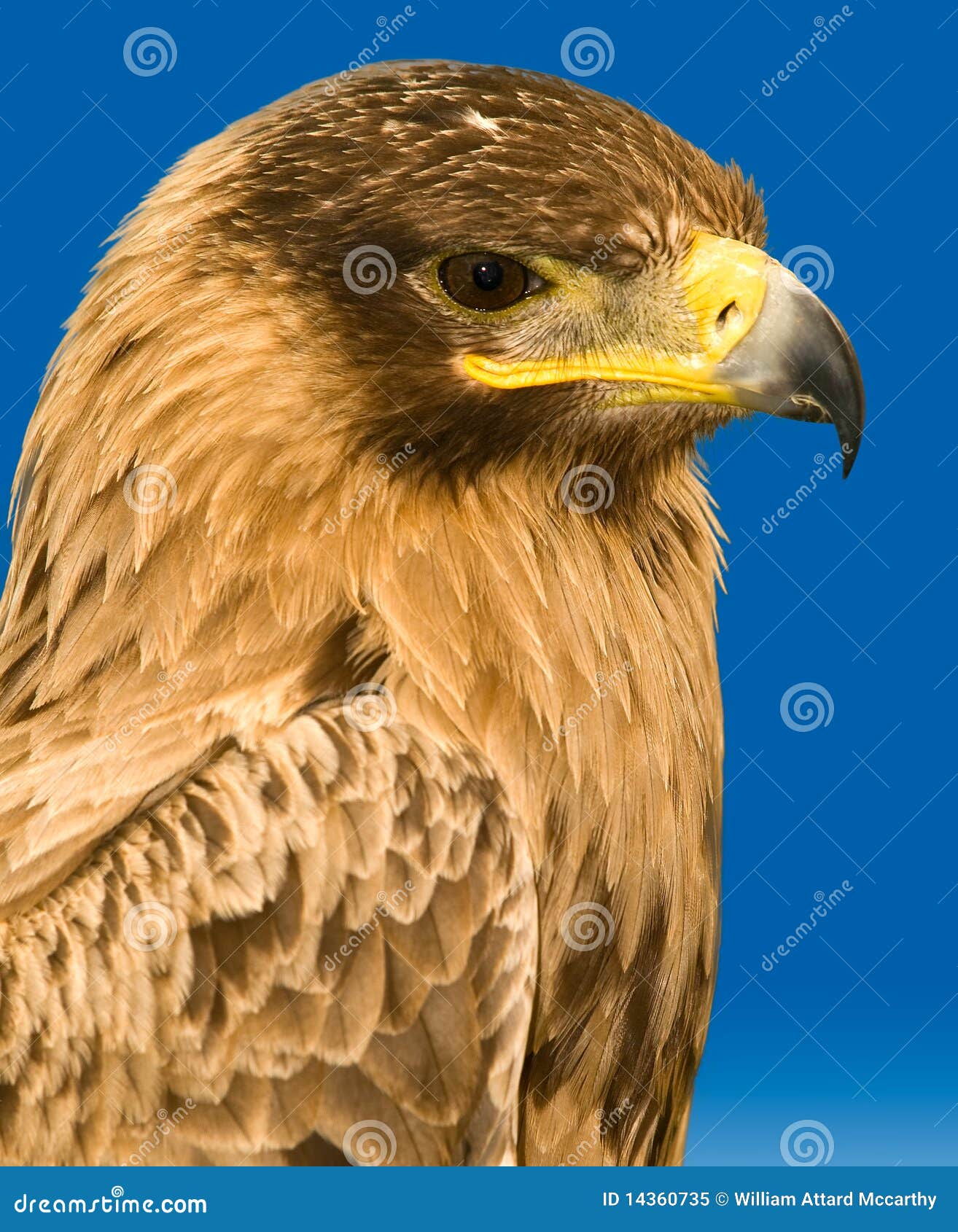 Portrait of a Raptor stock image. Image of hawk, harrier - 14360735