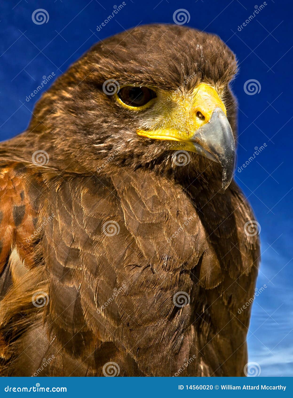 Portrait of a Raptor stock photo. Image of wildlife, birds - 14560020