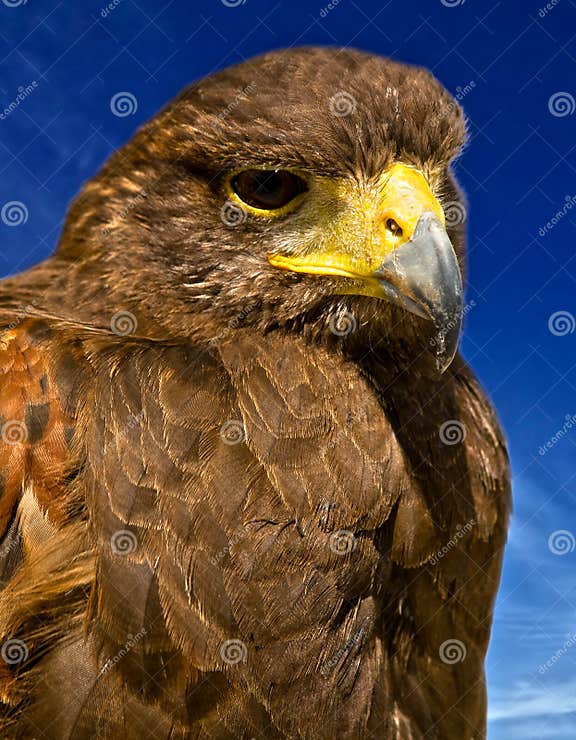 Portrait of a Raptor stock photo. Image of wildlife, birds - 14560020