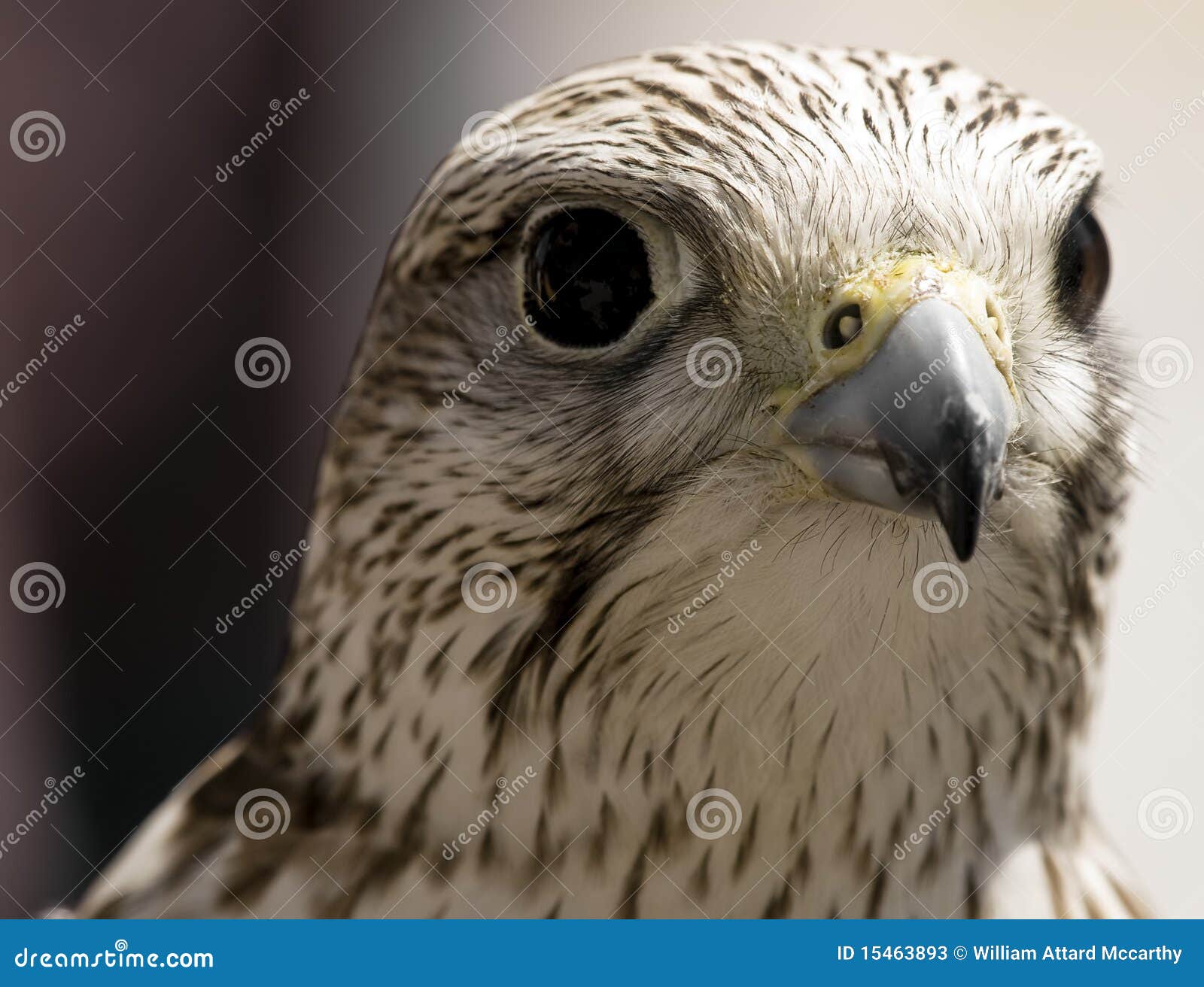 Portrait of a Raptor stock image. Image of prey, hawk - 15463893