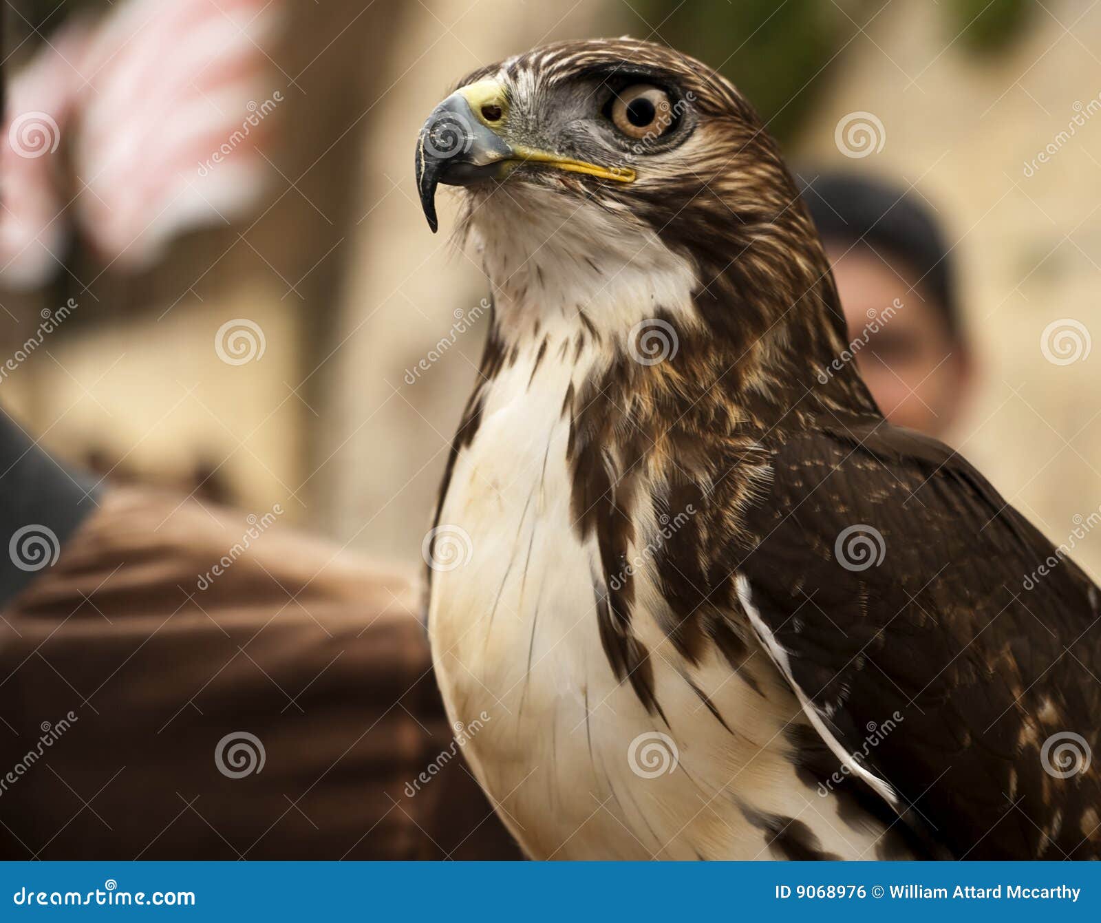 Portrait of a Raptor stock photo. Image of kite, eagle - 9068976