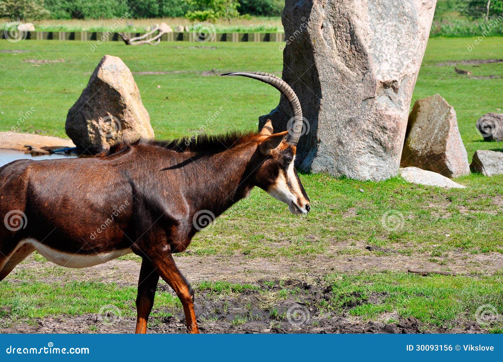 Portrait of a Rare Sable Antelope Stock Photo - Image of safari, mammal ...