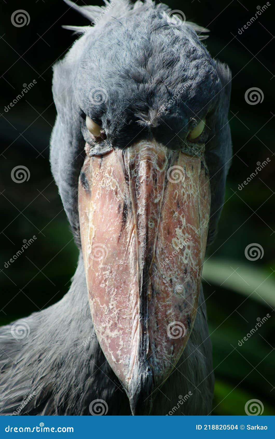 Portrait Of Shoebill Stock Photography | CartoonDealer.com #101480318