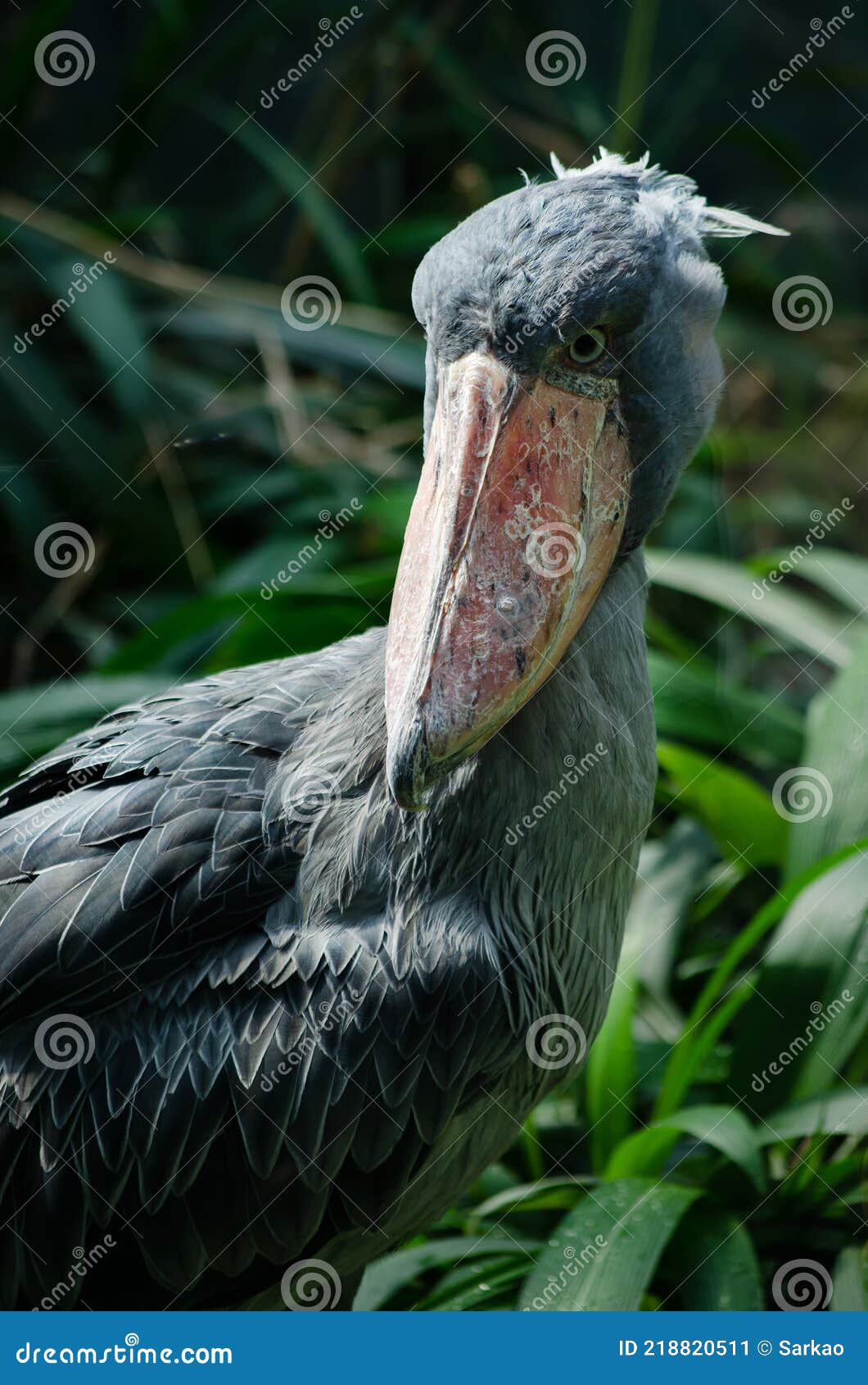 Portrait of rare Shoebill stock image. Image of african - 218820511