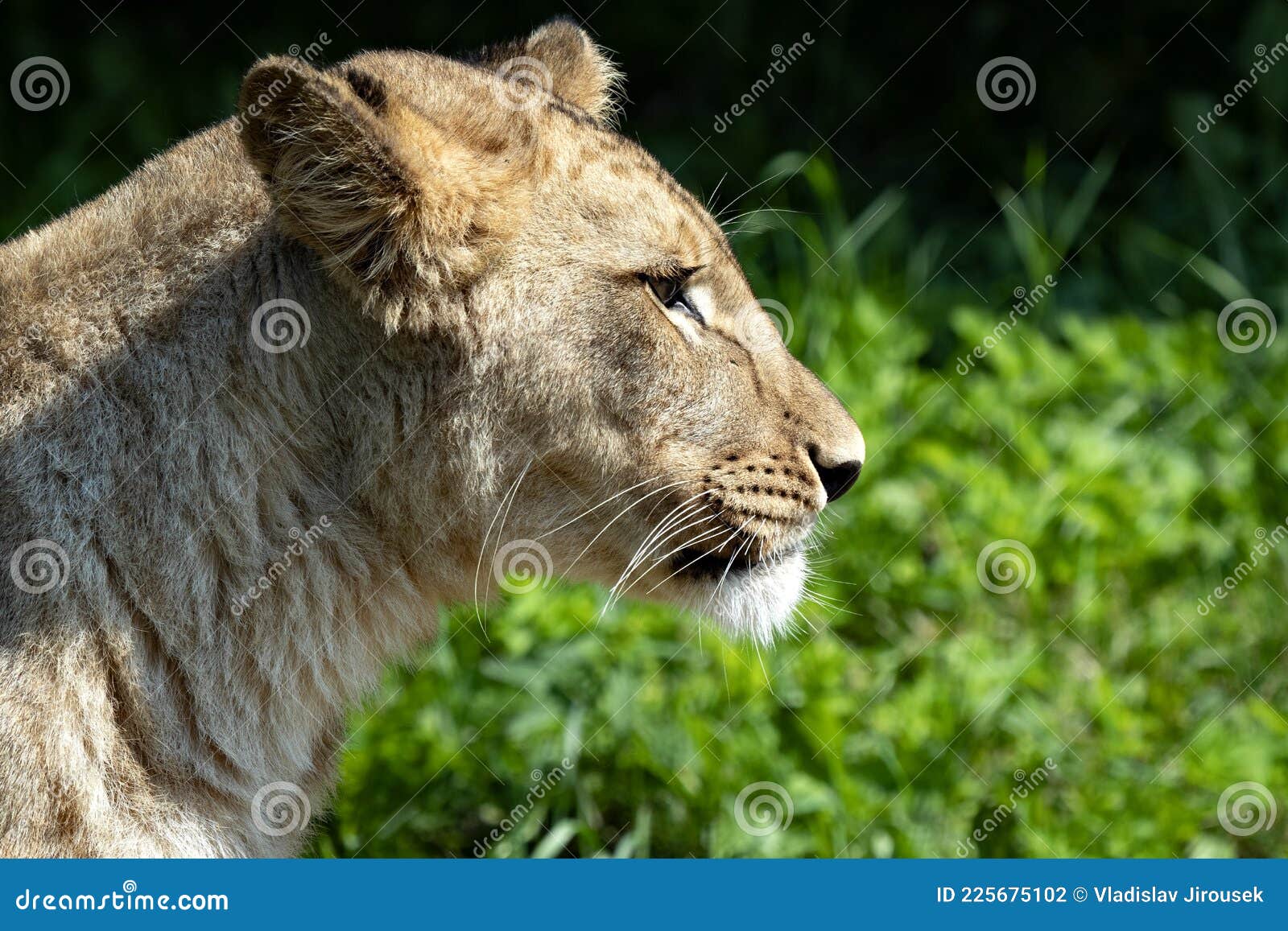 Panthera Leo Leo, Barbary Lion Stock Photo - Image of panthera, mane ... Panthera Leo Leo, Barbary Lion Stock Photo - Image of panthera, mane ...