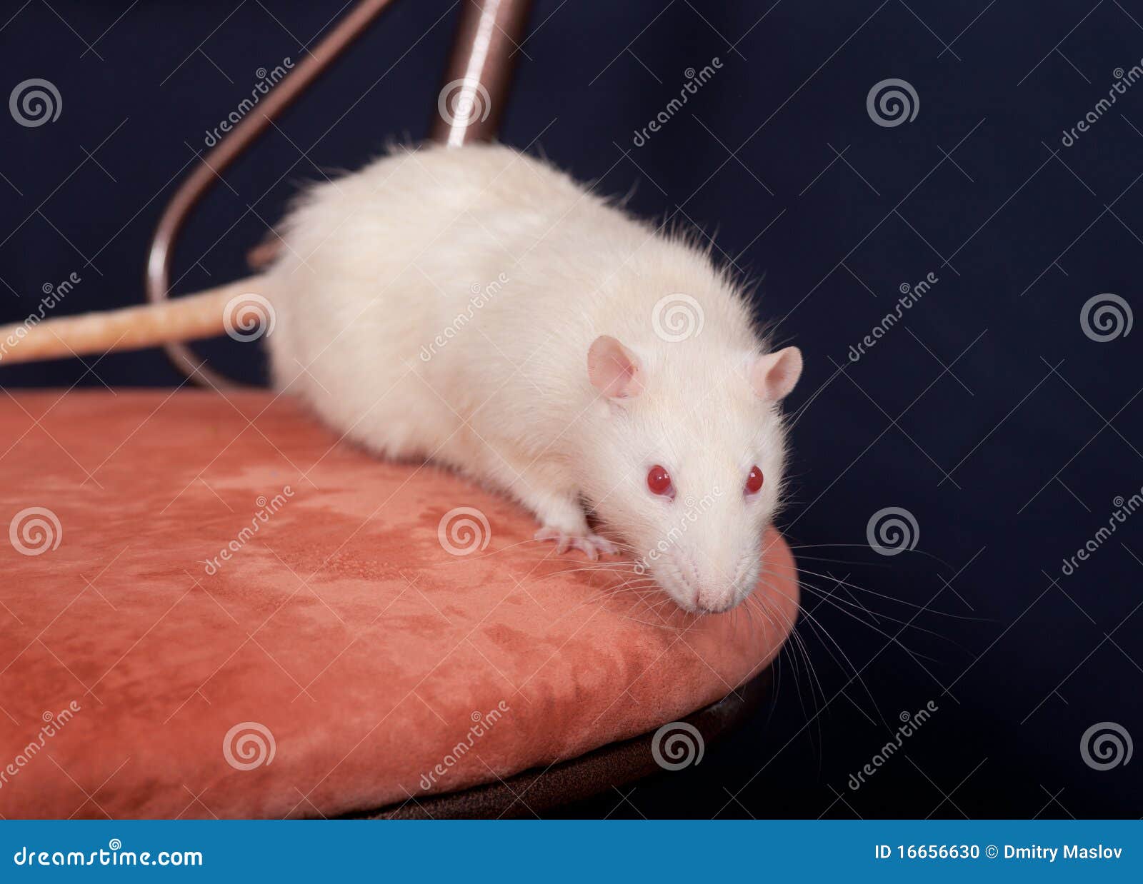 Portrait of rat stock photo. Image of whisker, background - 16656630