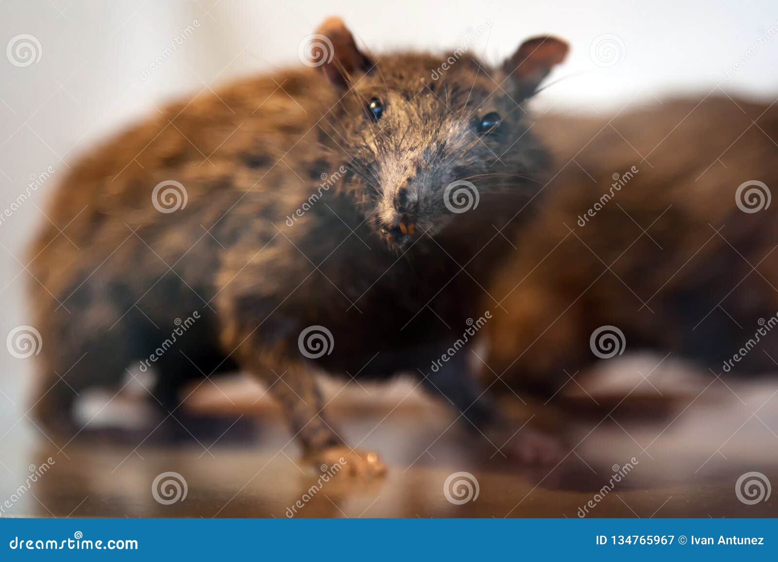 Portrait of a rat stock image. Image of embalmed, brown - 134765967