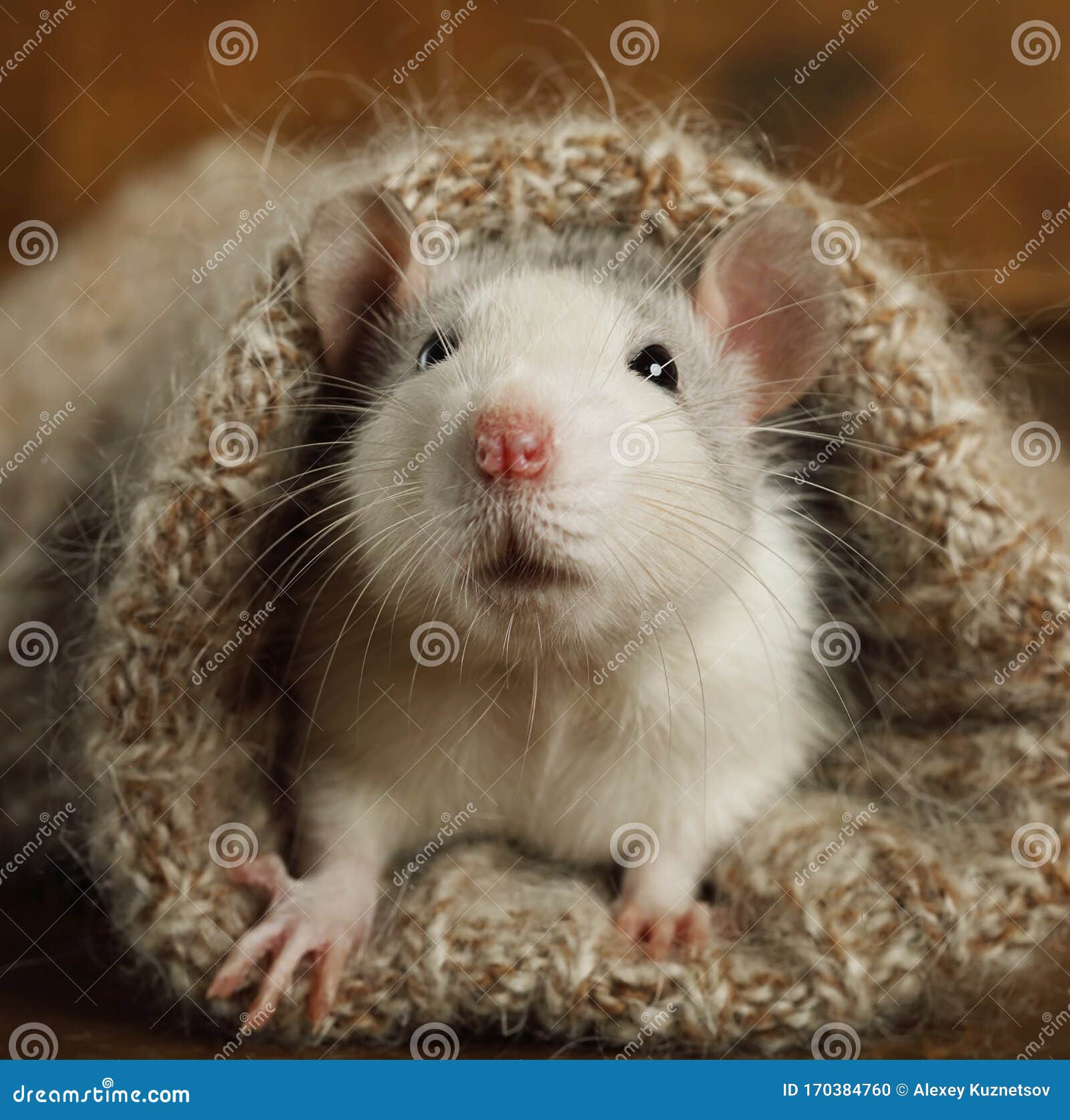 Portrait of a Rat Peeking Out of a Wool Sock Stock Photo - Image of ...