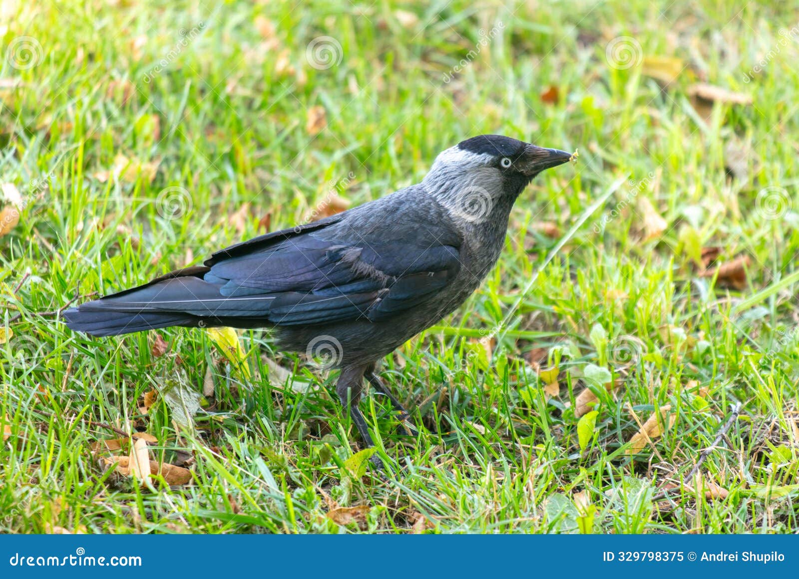 Portrait of a Raven in Green Grass Stock Image - Image of outdoor, beak ...