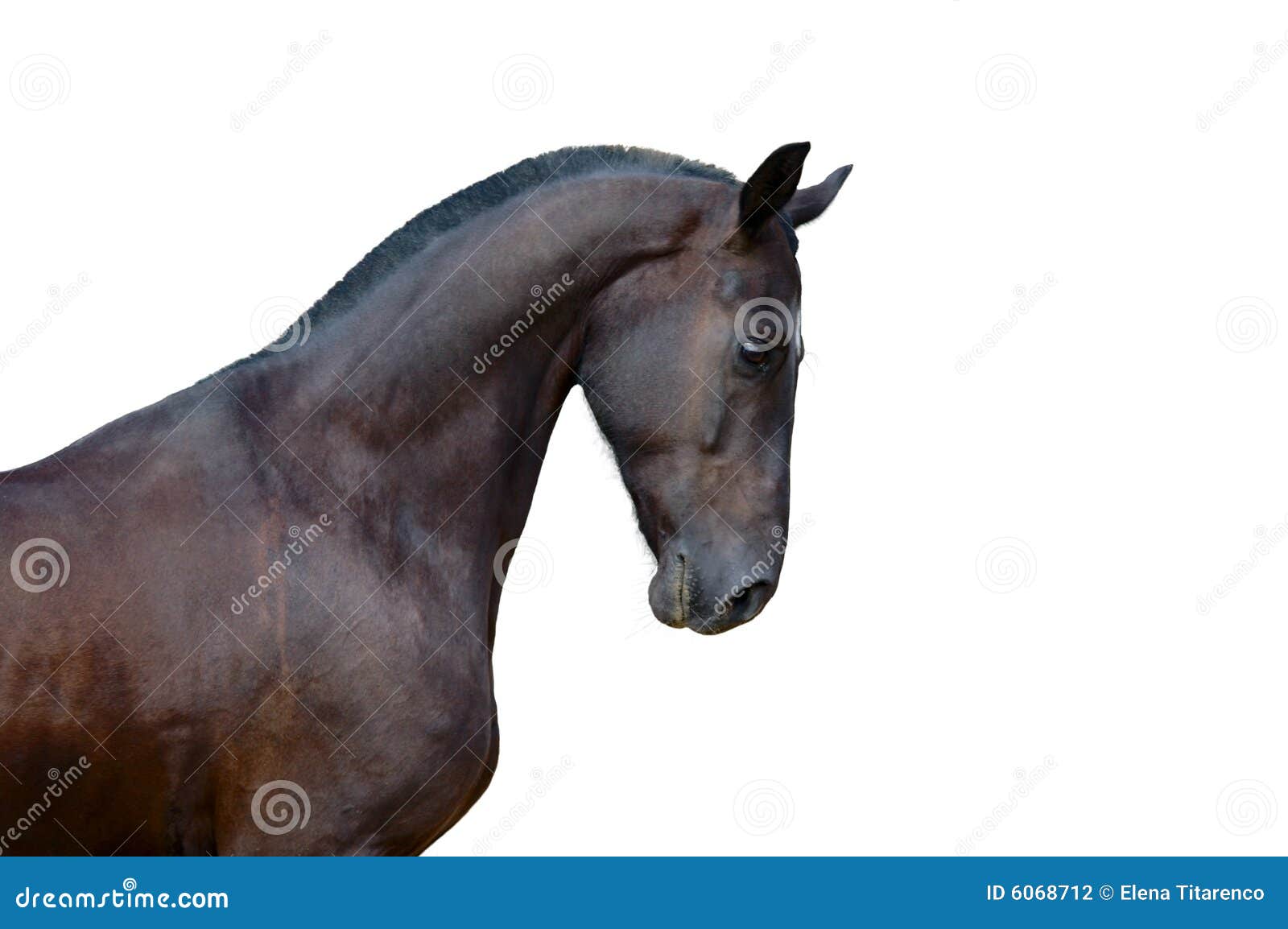 320 Raven Stallion Stock Photos - Free & Royalty-Free Stock Photos from ...