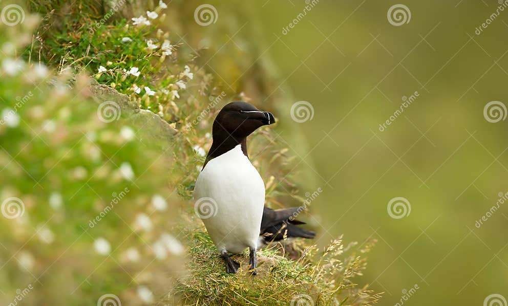 Portrait of a Razorbill Nesting on a Cliff Stock Photo - Image of beak ...