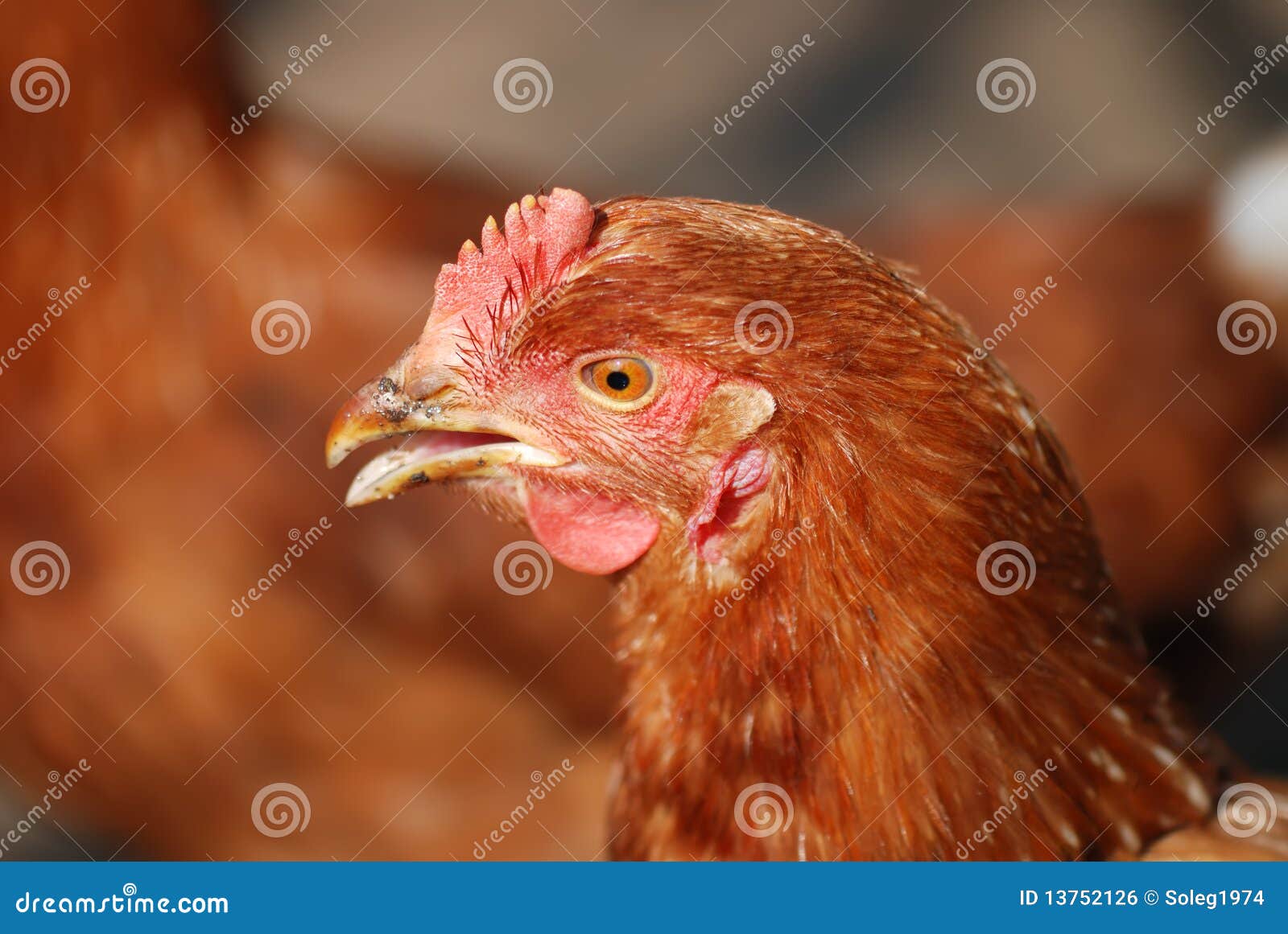 Portrait of a real chicken stock photo. Image of livestock - 13752126
