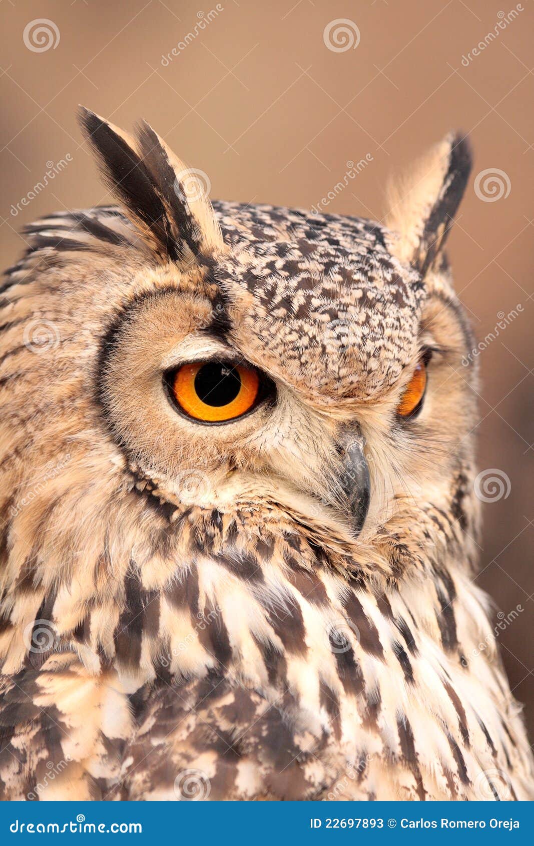 Portrait of real owl stock image. Image of outside, eagle - 22697893