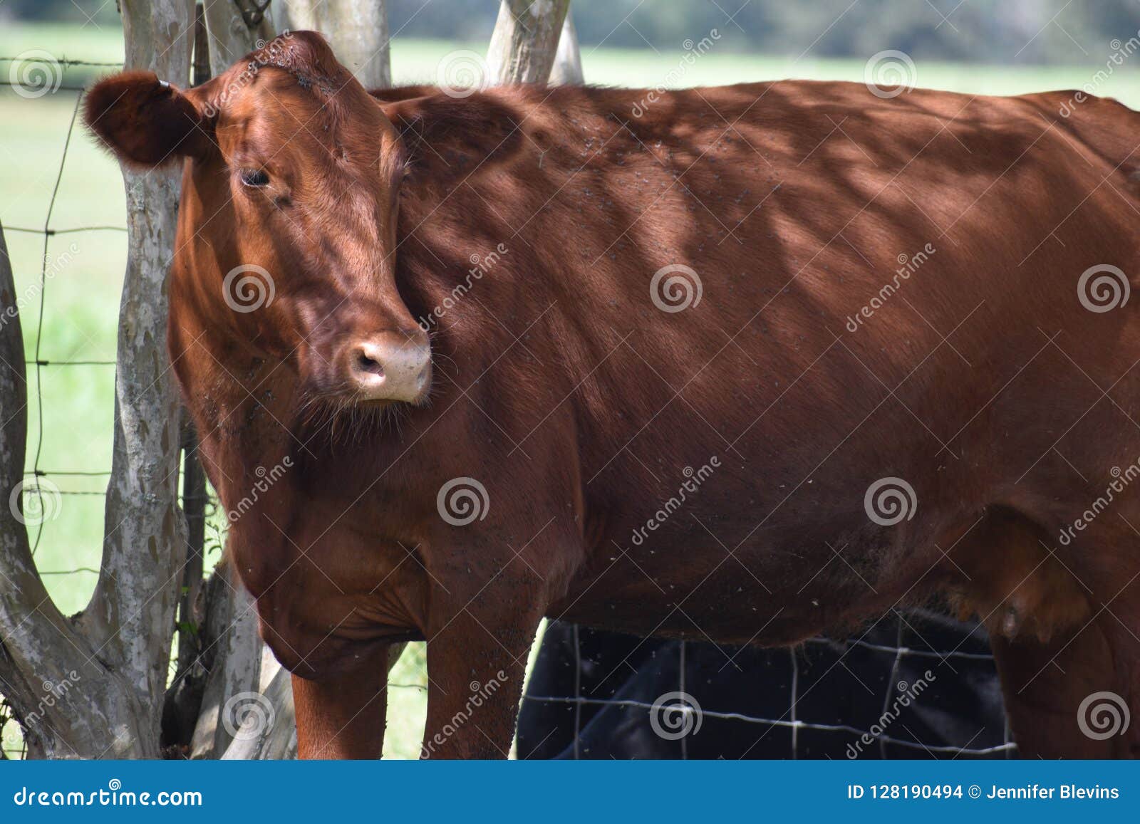 Red Angus Cow Portrait stock photo. Image of agricultural - 128190494