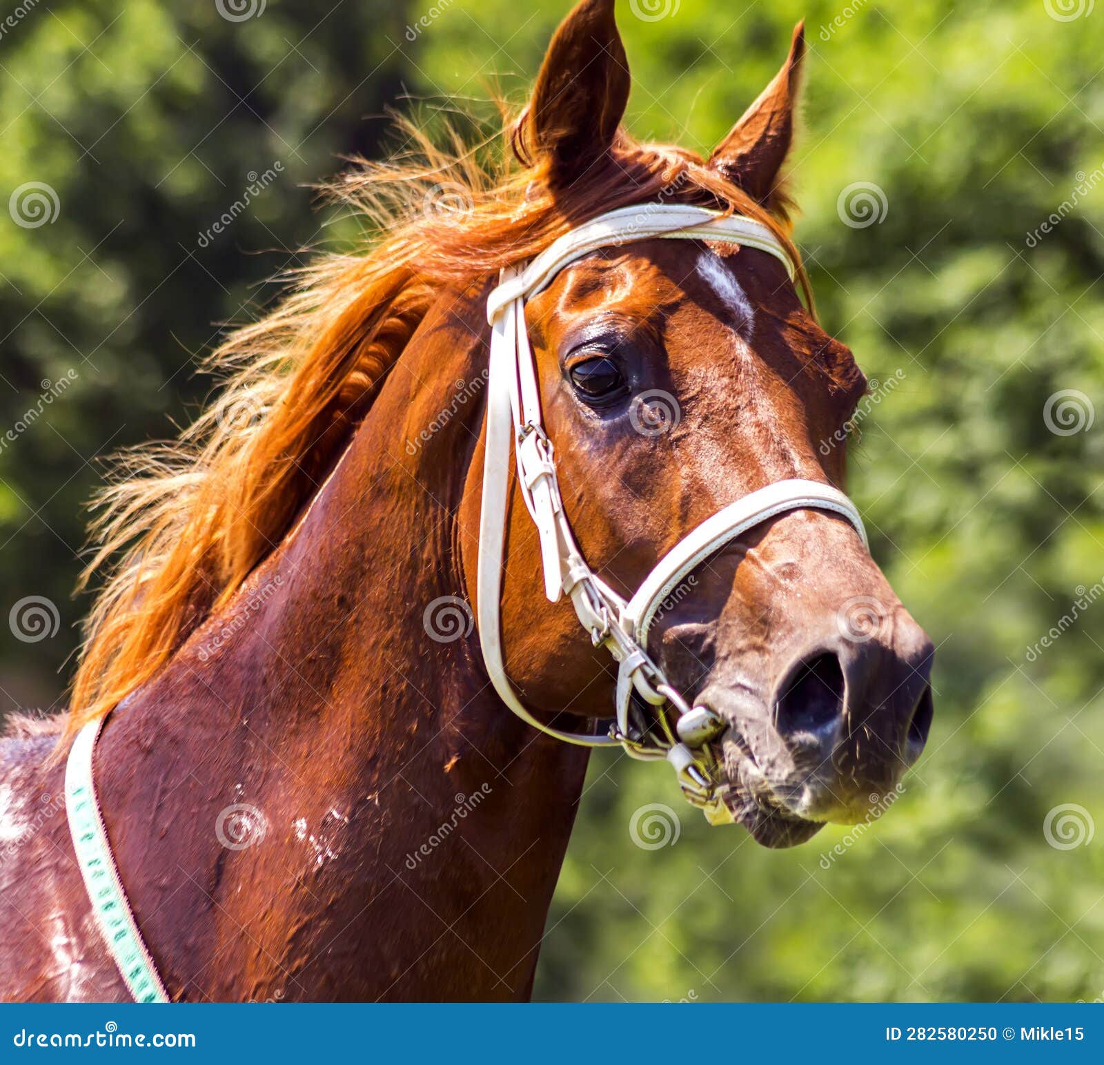Portrait of horse stock photo. Image of equestrian, mammal - 282580250