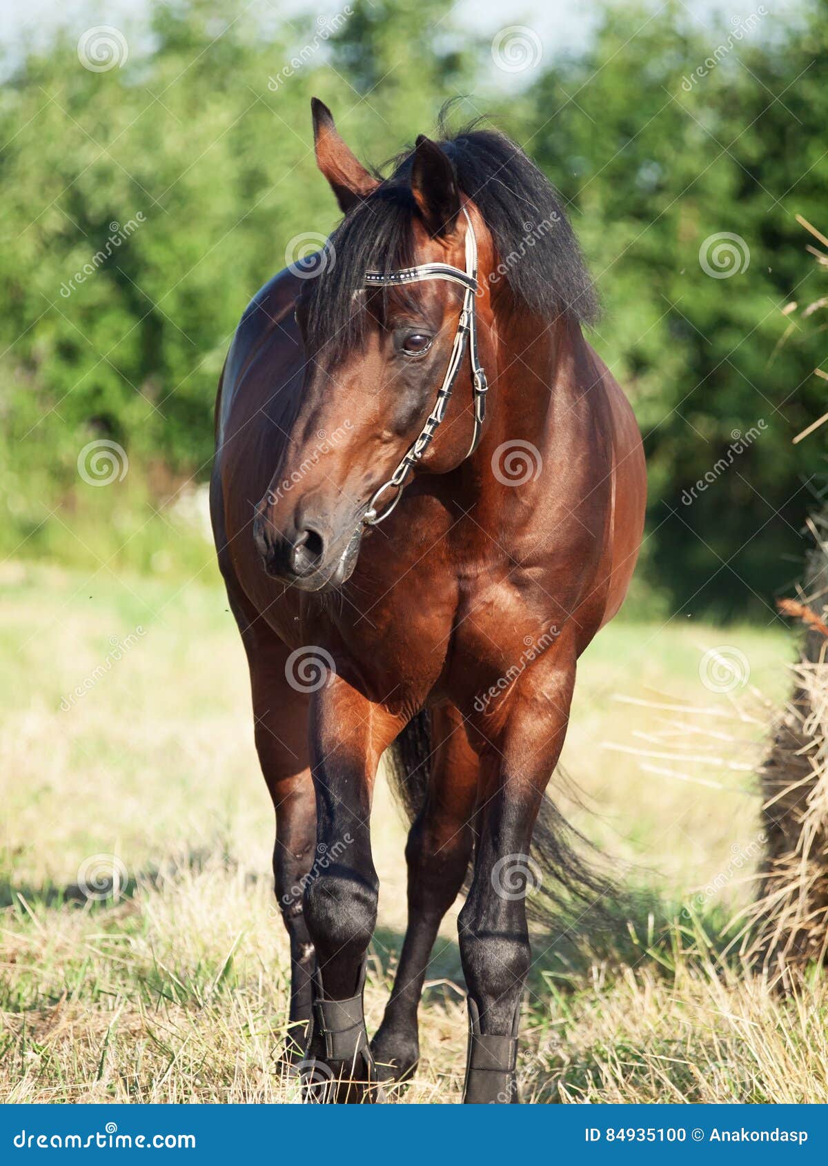 Portrait of Red-bay Stallion in Field with Hay Stock Photo - Image of ...