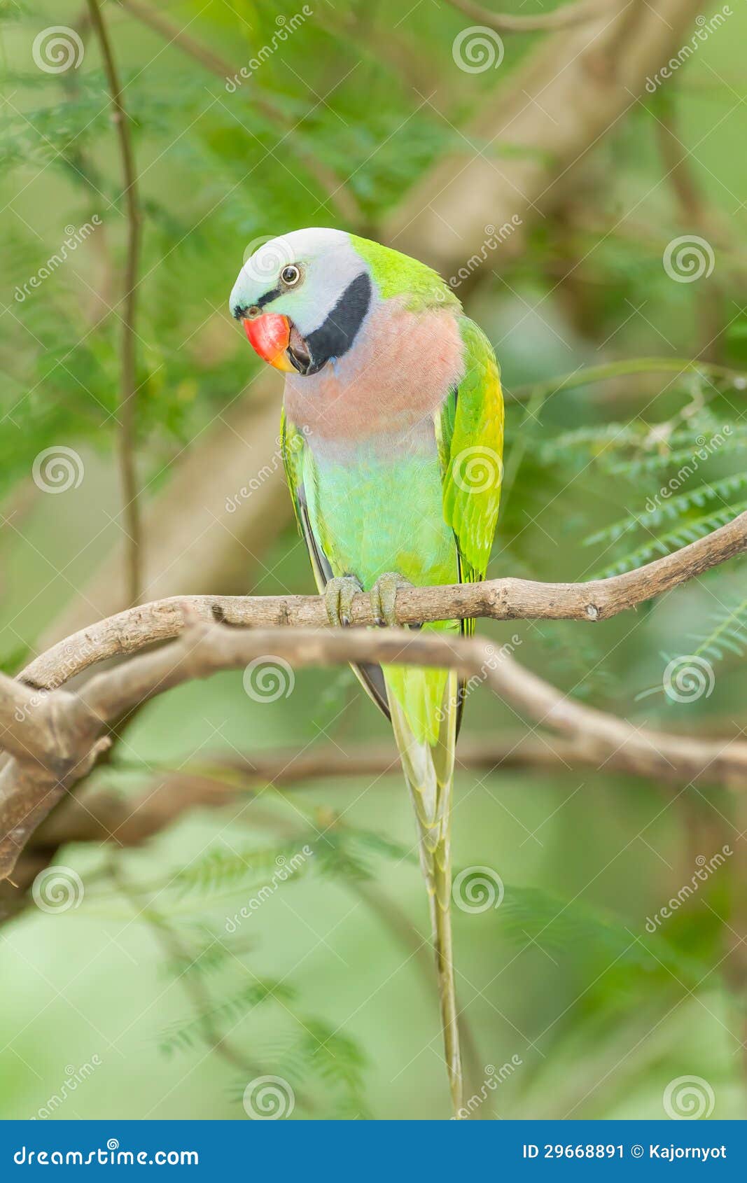 The Portrait of Red-breasted Parakeet Stock Image - Image of psittacula ...