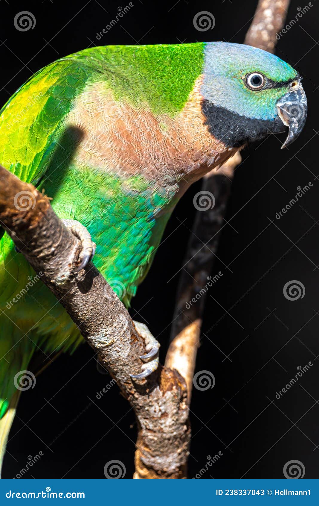 Portrait of a Red-breasted Parakeet Stock Image - Image of male ...