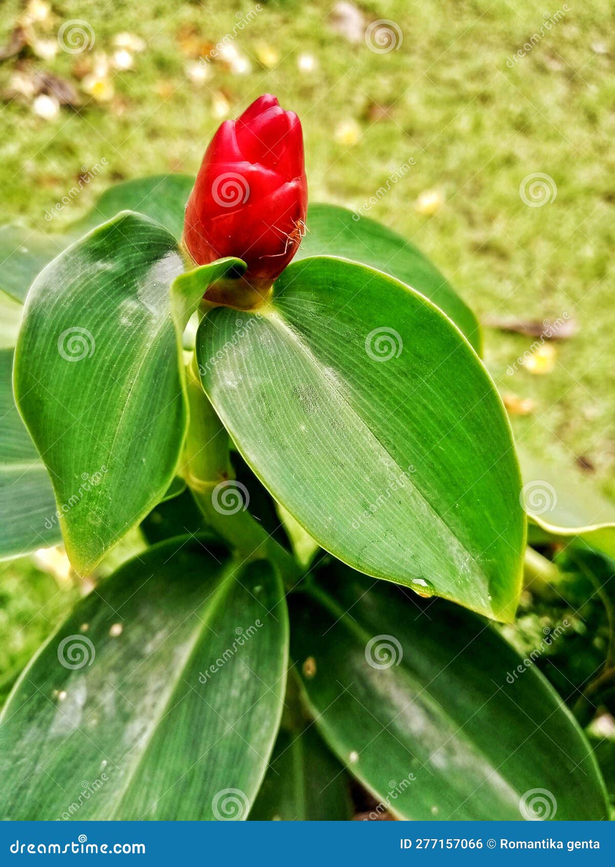 Portrait of Red Bud Leaves Ready To Bloom at Any Time Stock Photo ...