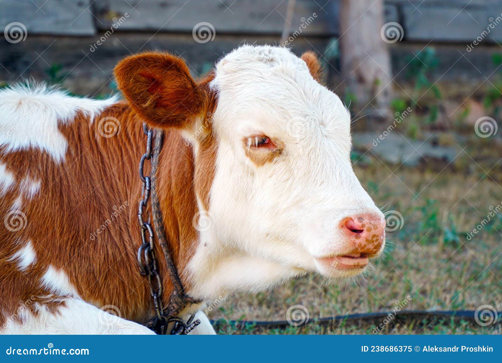 Portrait of a Red Calf with White Muzzle Stock Image - Image of animal ...