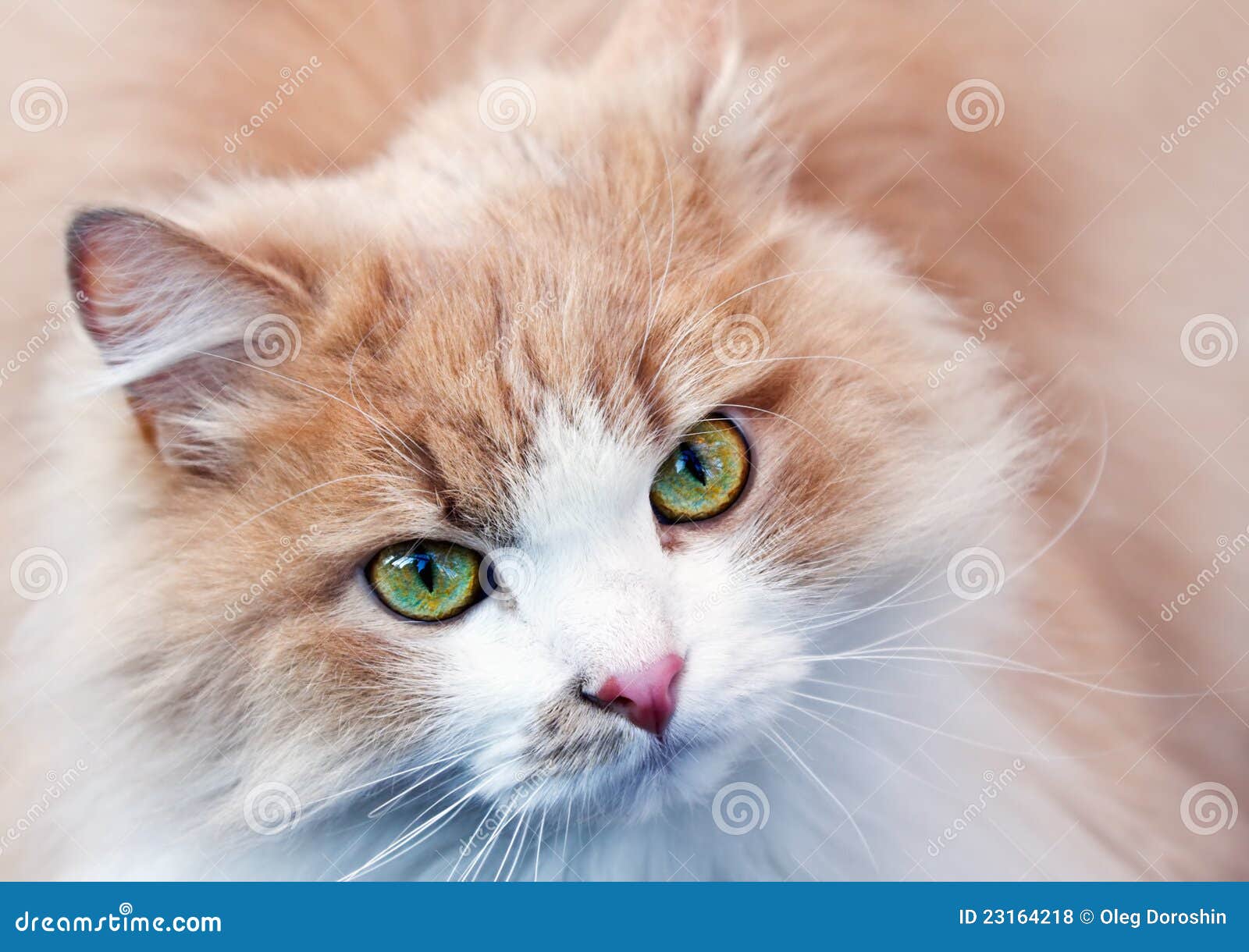 Portrait of a red cat stock photo. Image of care, beautiful - 23164218