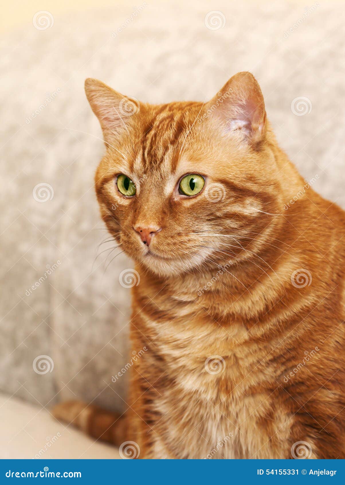 Portrait of red cat stock image. Image of indoors, close - 54155331