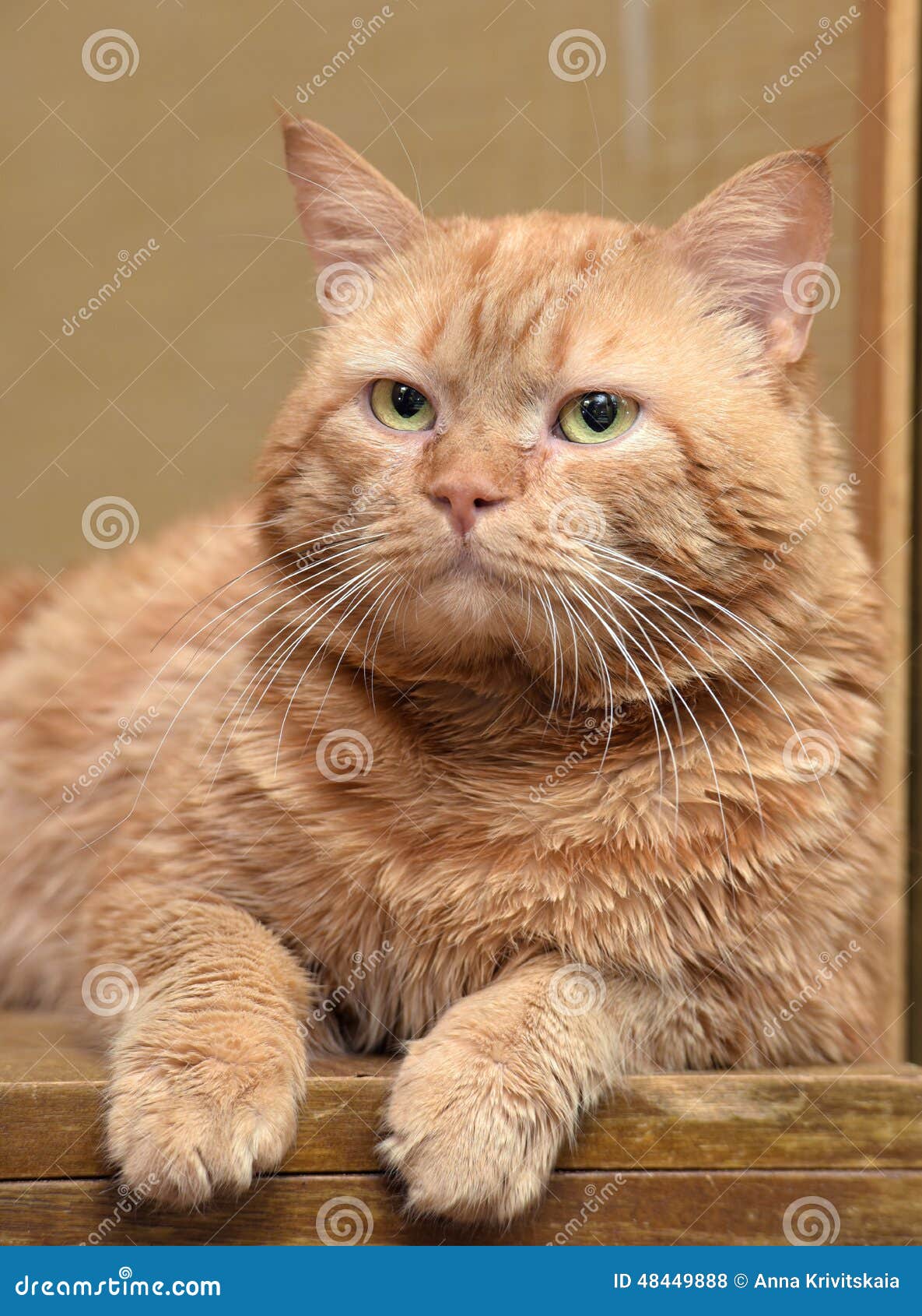 Portrait of a red cat stock photo. Image of watchful - 48449888